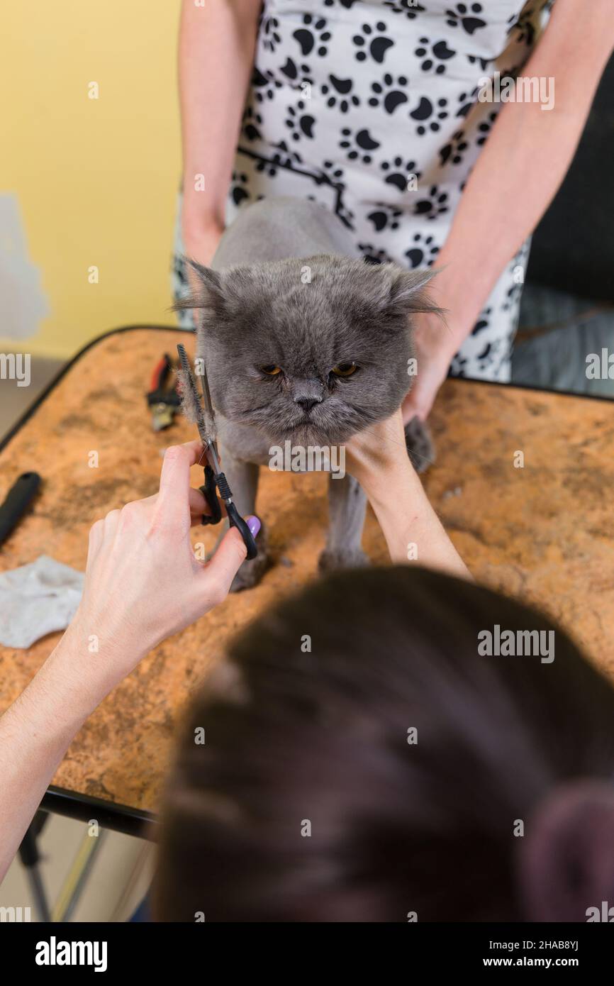 Cat grooming in pet beauty salon. The wizard uses the scissors for ...