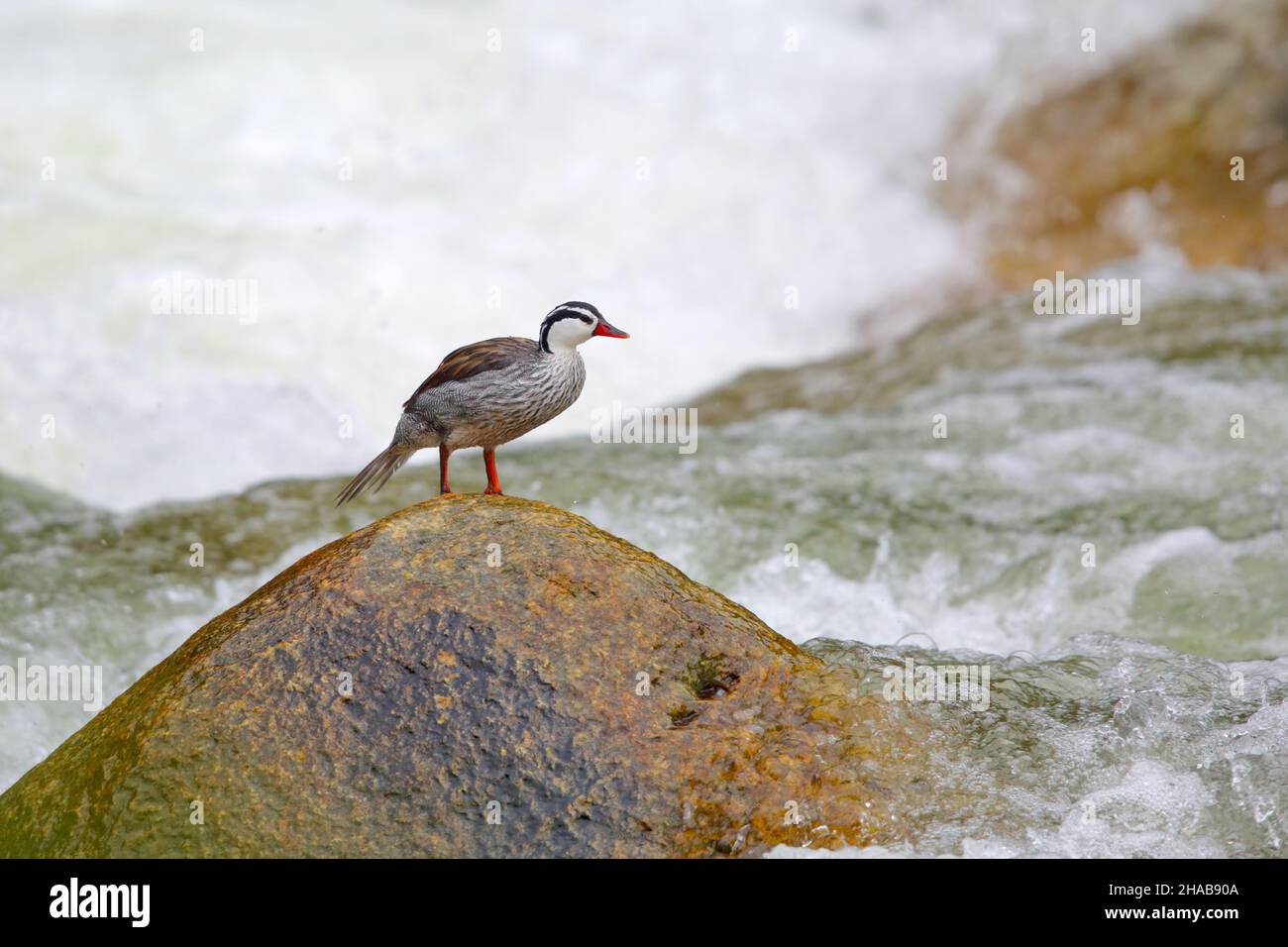 Male peruvian torrent duck hi-res stock photography and images - Alamy