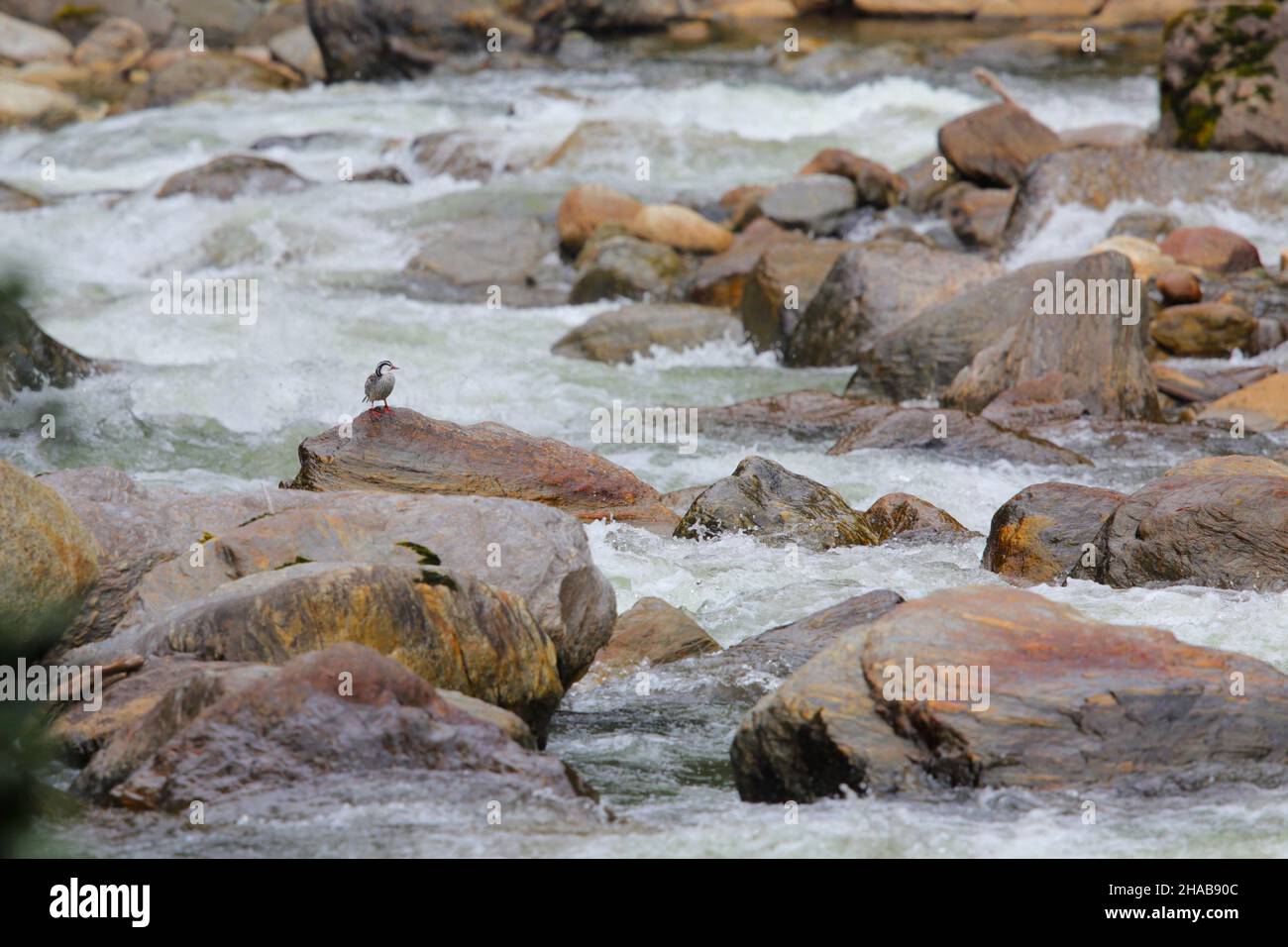 Andes Duck High Resolution Stock Photography and Images - Alamy