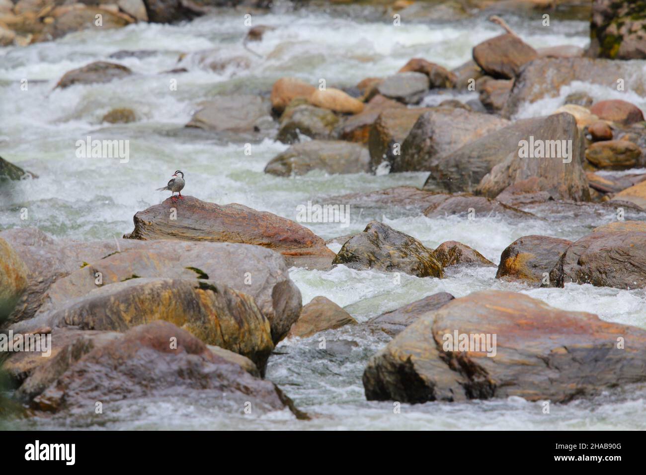 Torrent duck family hi-res stock photography and images - Alamy