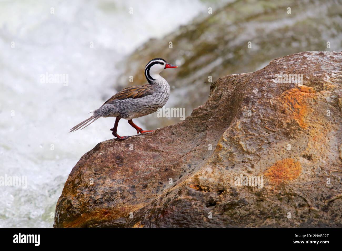 Torrent duck ecuador hi-res stock photography and images - Alamy