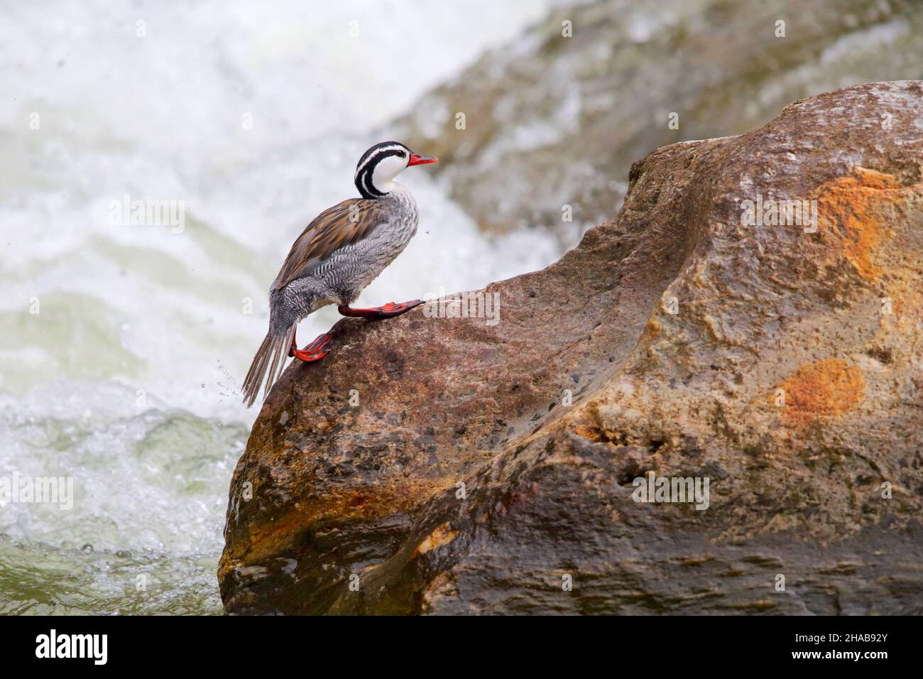 Torrent duck family hi-res stock photography and images - Alamy