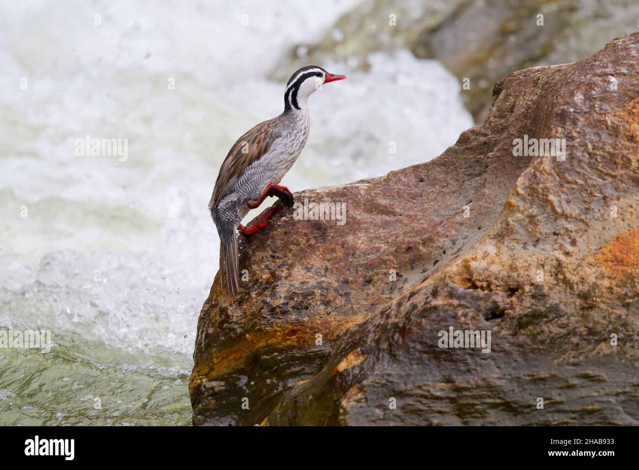 An adult drake Torrent Duck of the Peruvian race (Merganetta armata ...