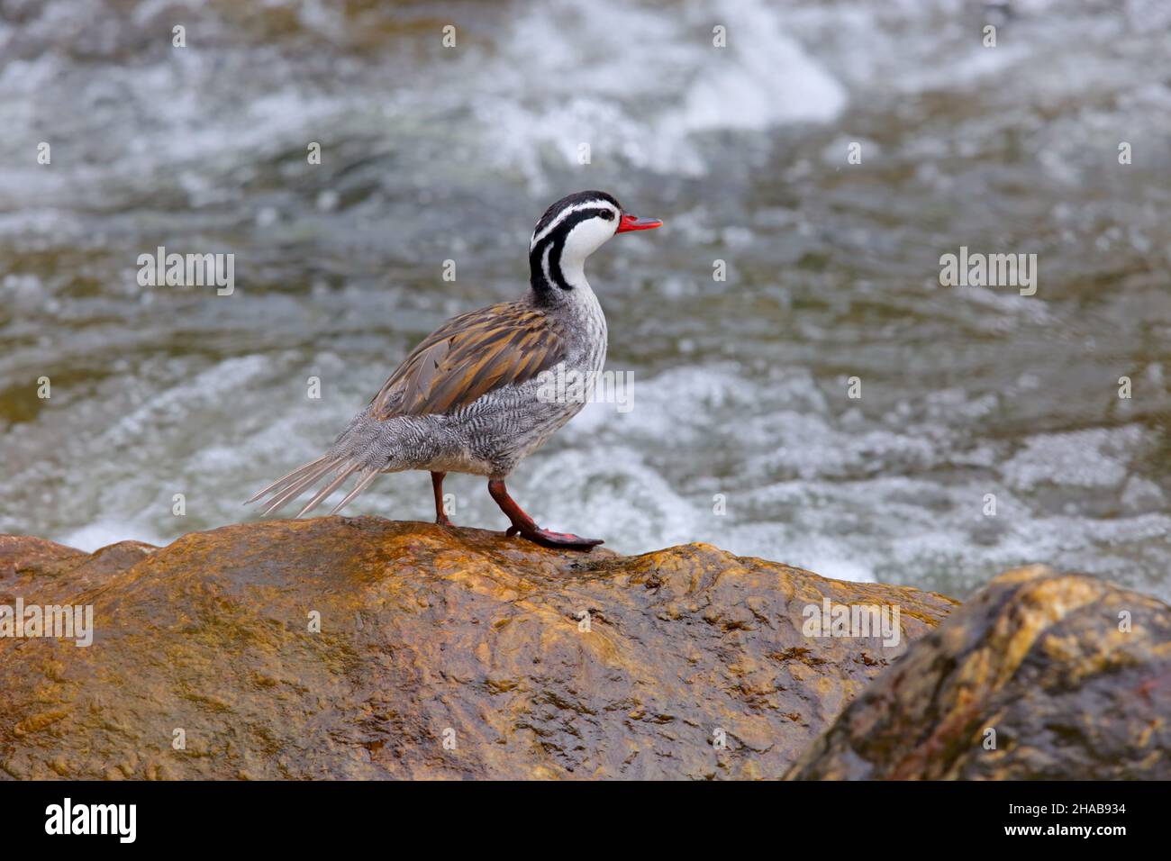An adult drake Torrent Duck of the Peruvian race (Merganetta armata ...