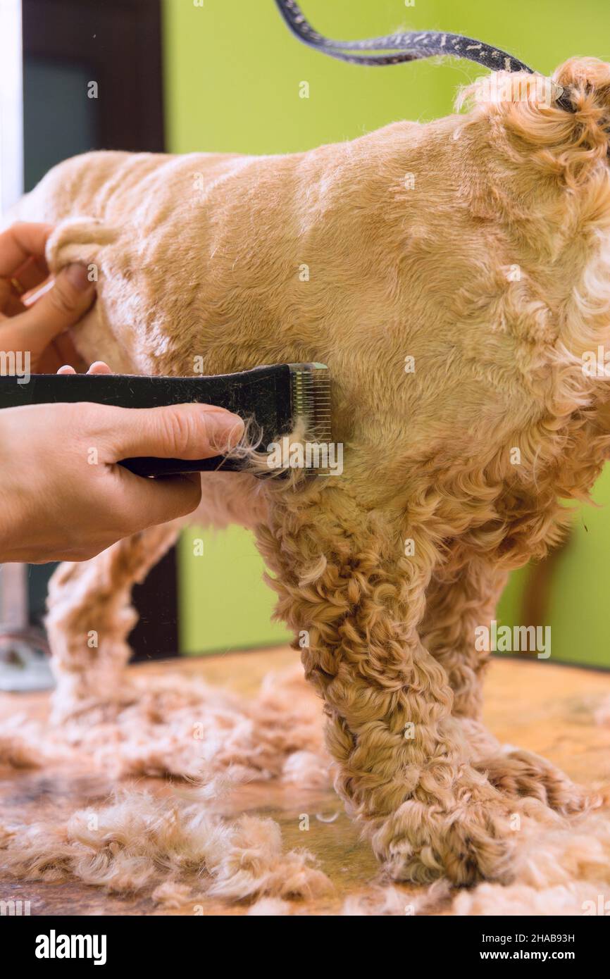 Grooming the hair of brown dog breed Cocker Spaniel. The groomer uses a ...