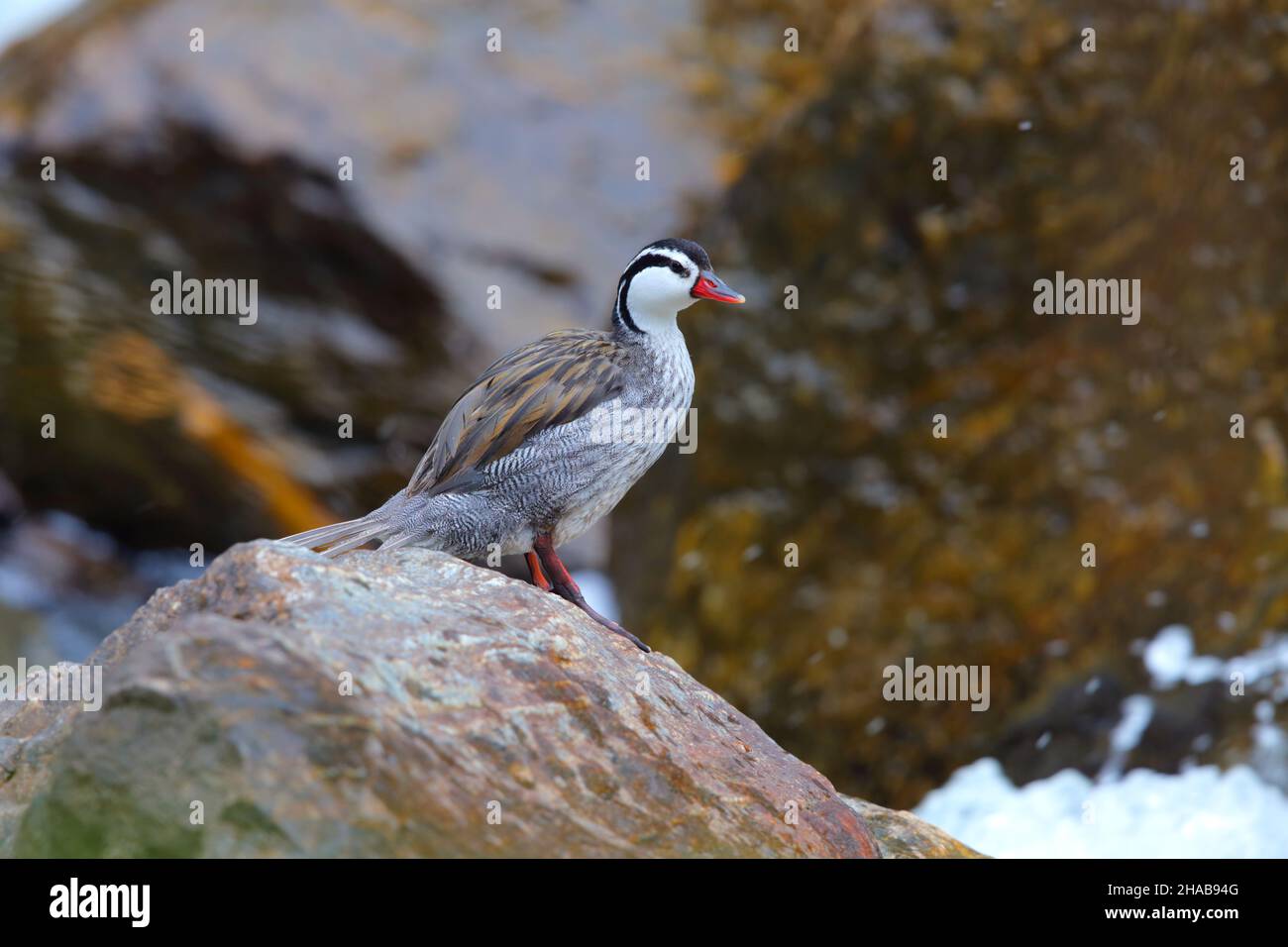 Female peruvian torrent duck hi-res stock photography and images - Alamy