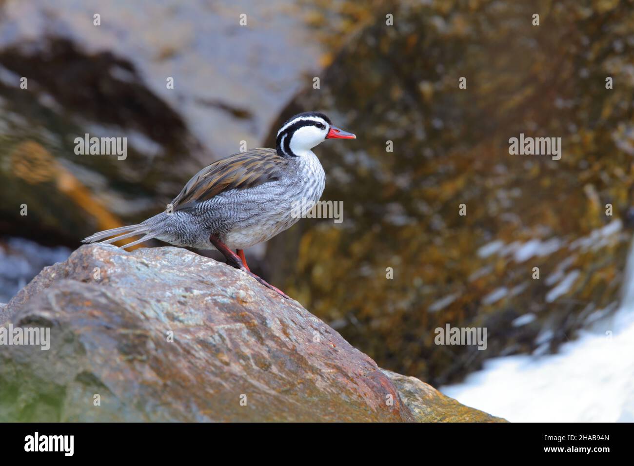 An adult drake Torrent Duck of the Peruvian race (Merganetta armata ...