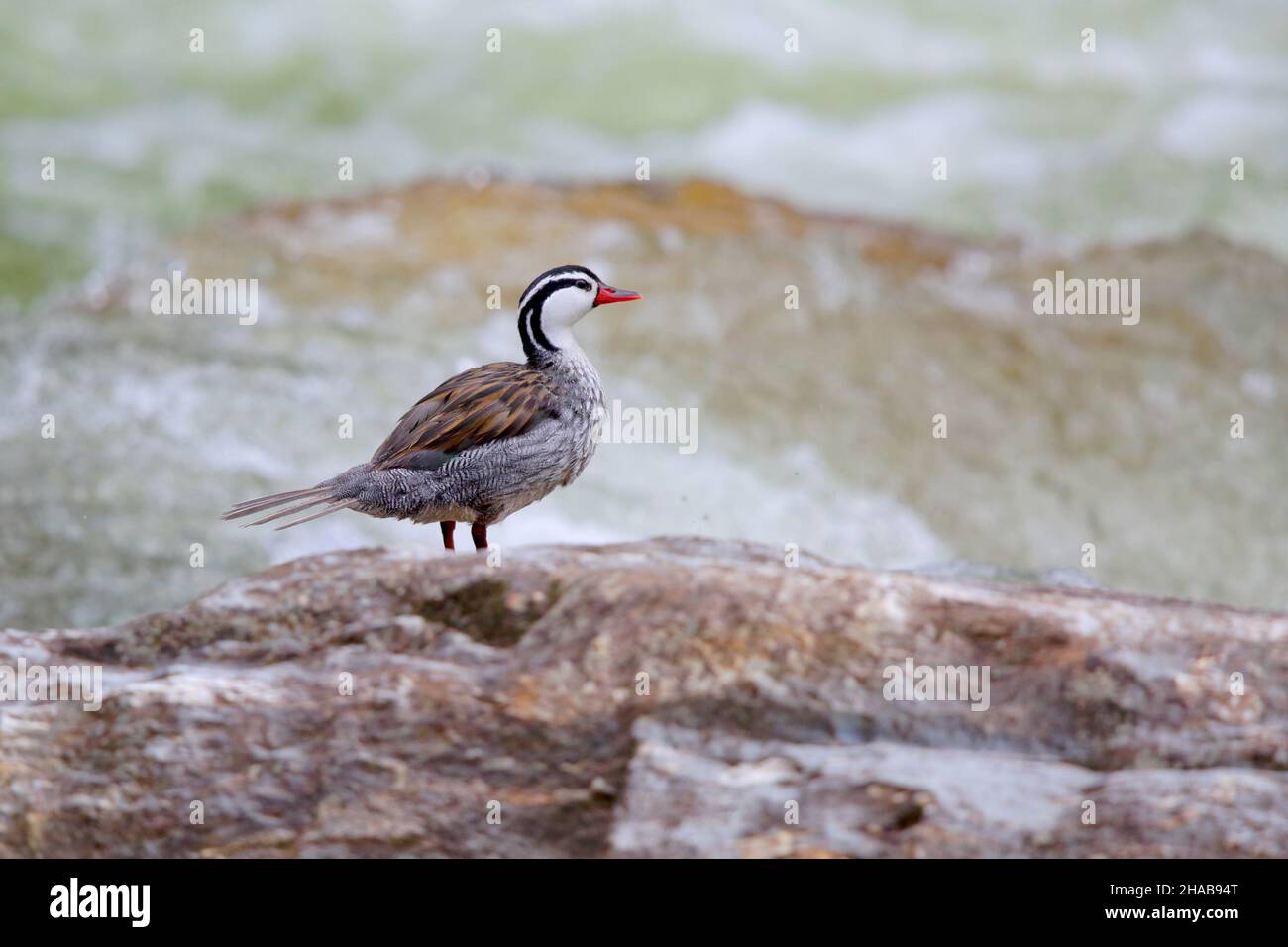 An adult drake Torrent Duck of the Peruvian race (Merganetta armata ...