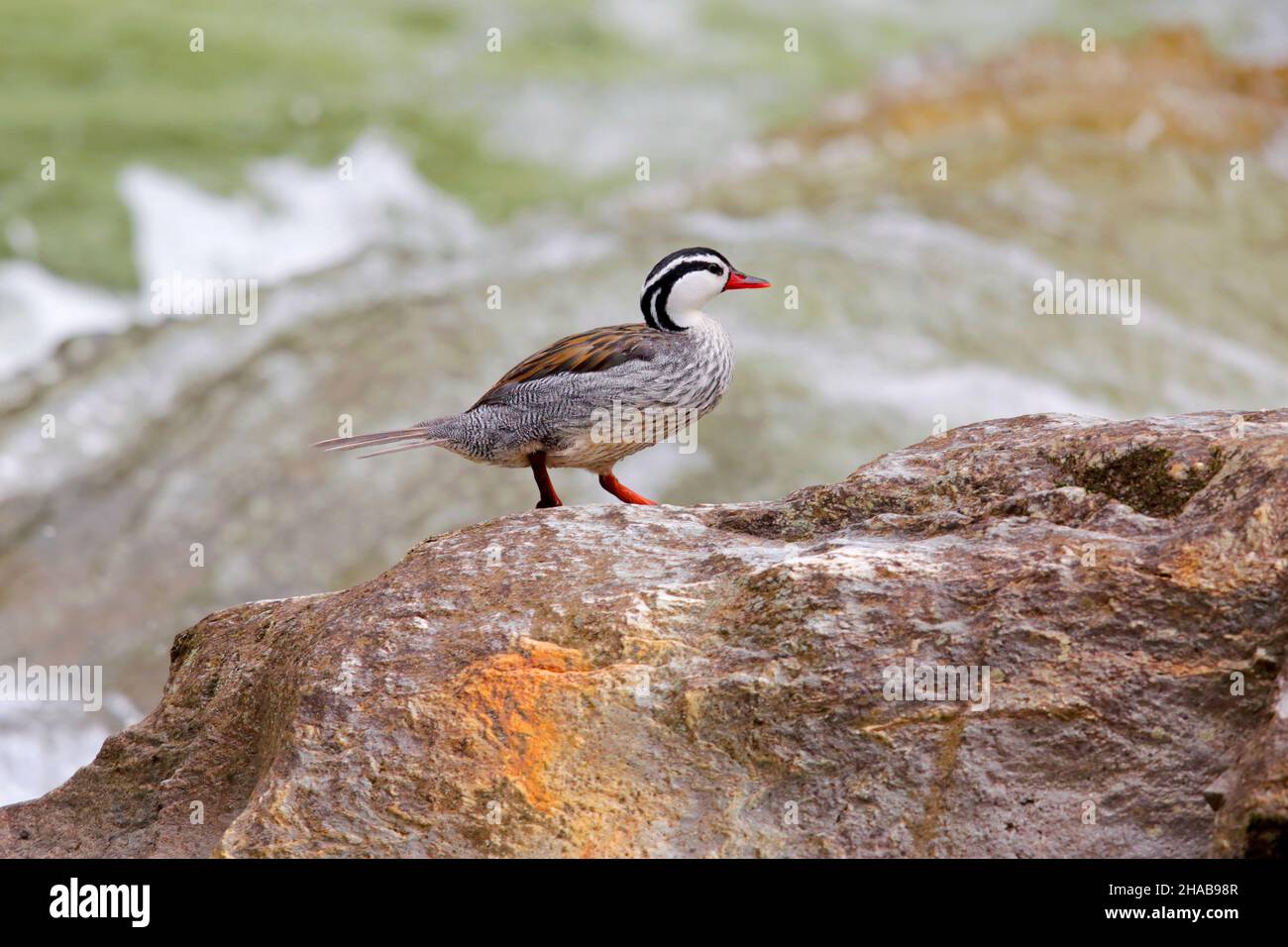 Torrent duck family hi-res stock photography and images - Alamy