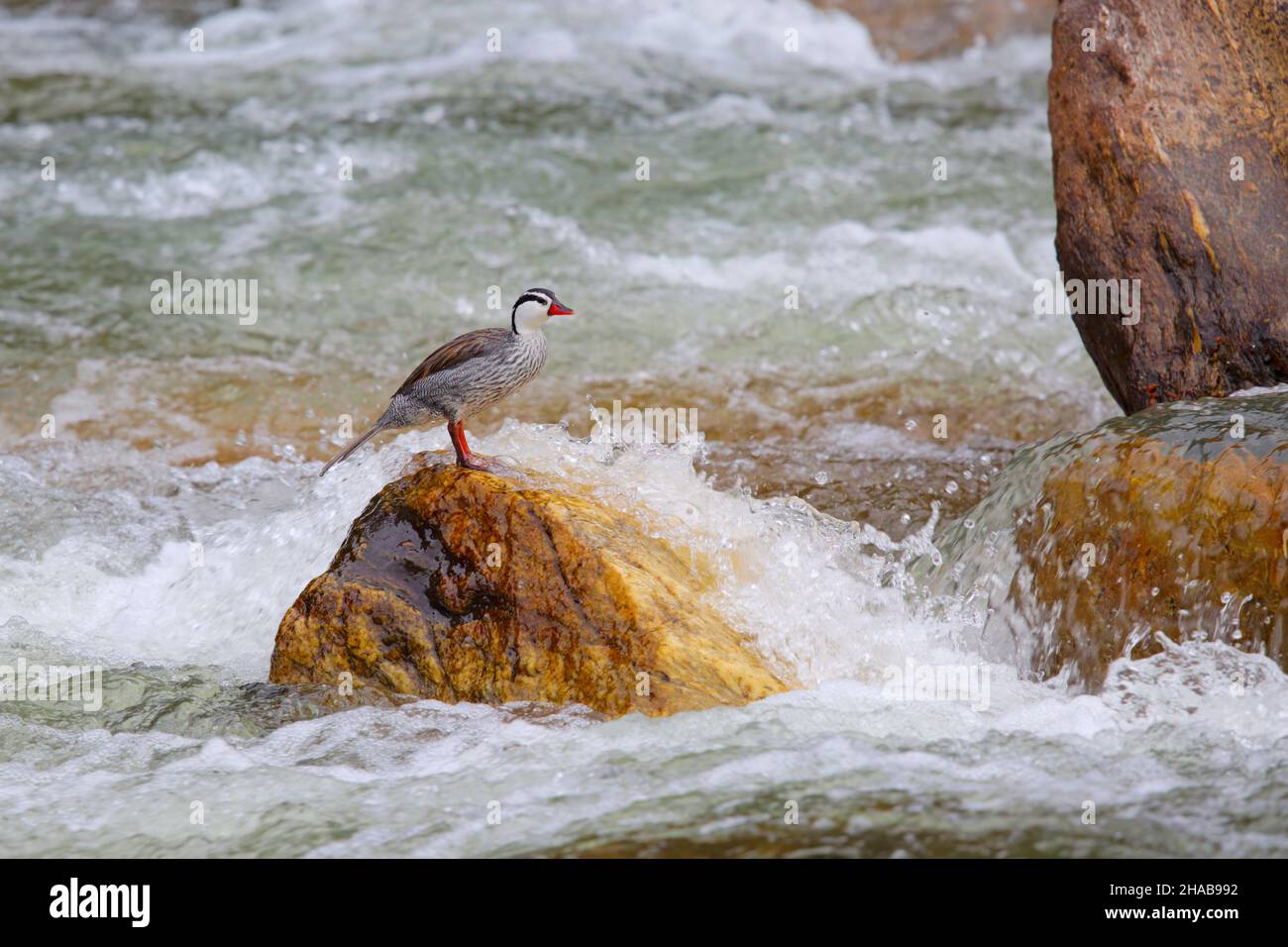 An adult drake Torrent Duck of the Peruvian race (Merganetta armata ...