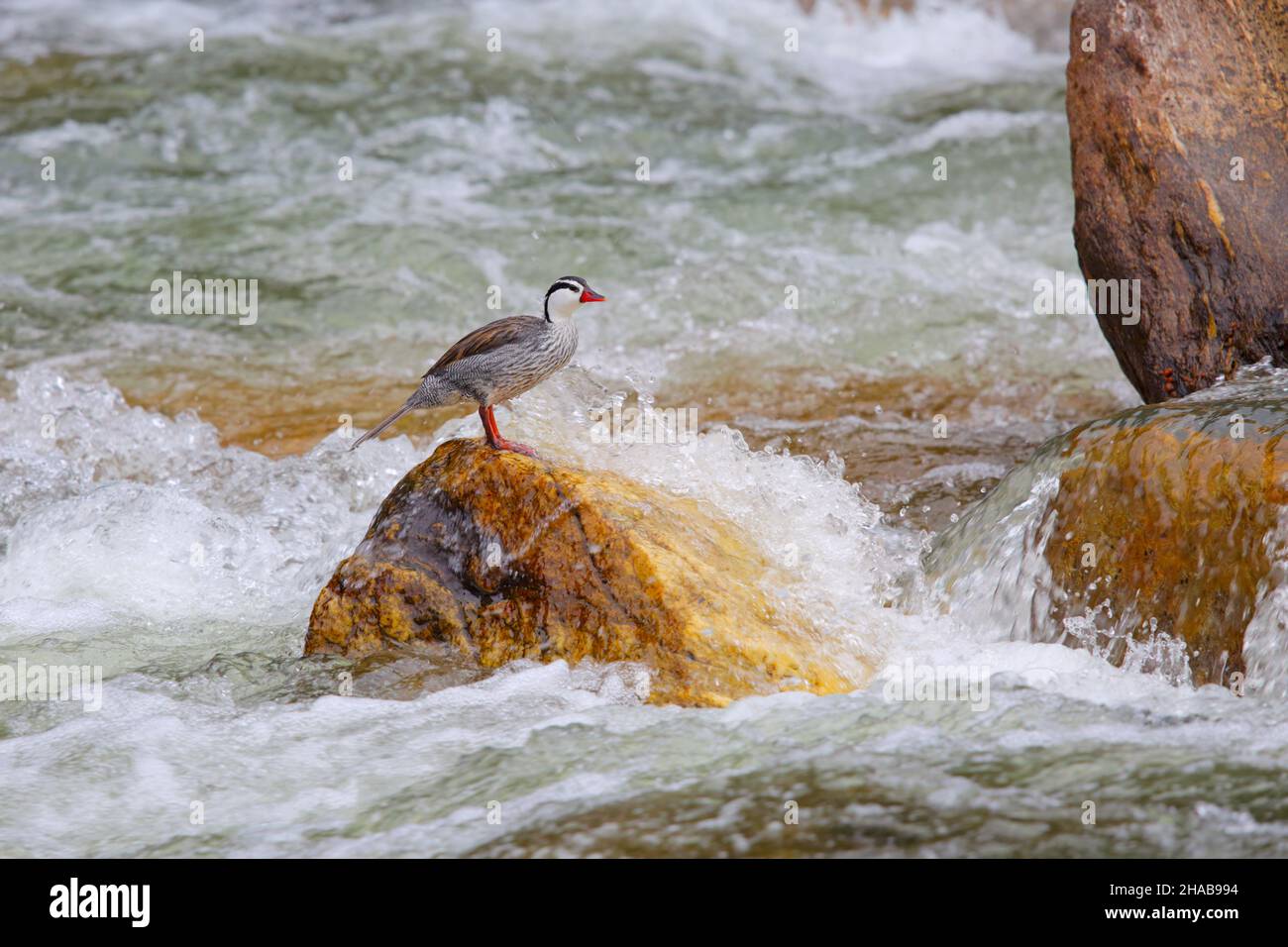 An adult drake Torrent Duck of the Peruvian race (Merganetta armata ...