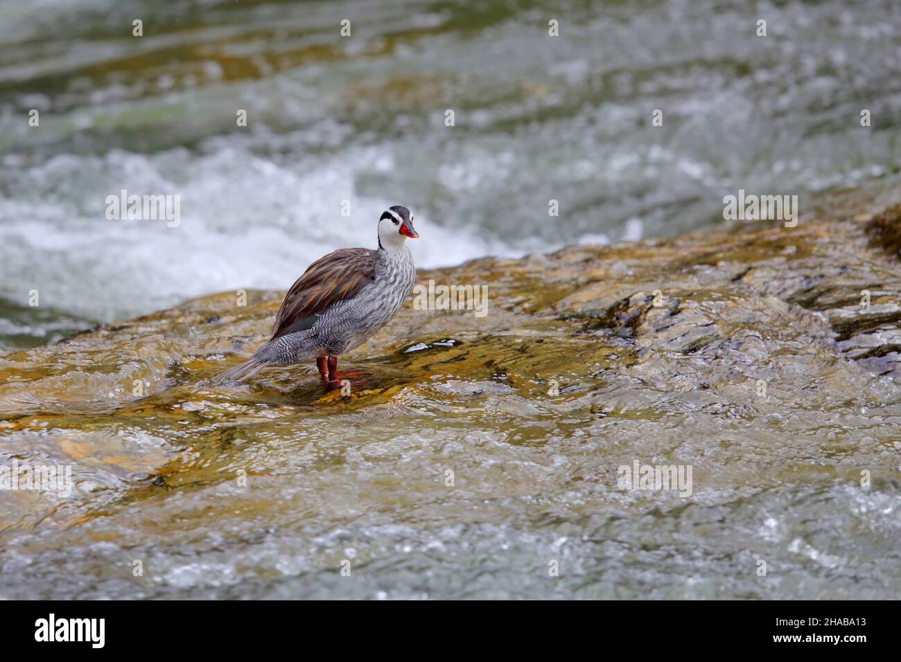 An adult drake Torrent Duck of the Peruvian race (Merganetta armata ...