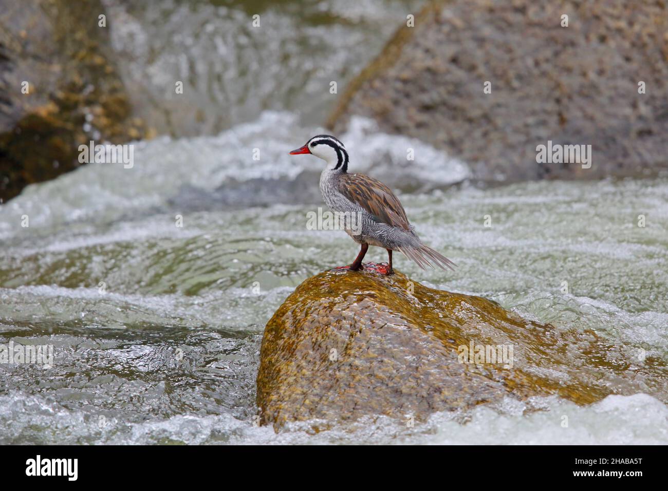 An adult drake Torrent Duck of the Peruvian race (Merganetta armata ...
