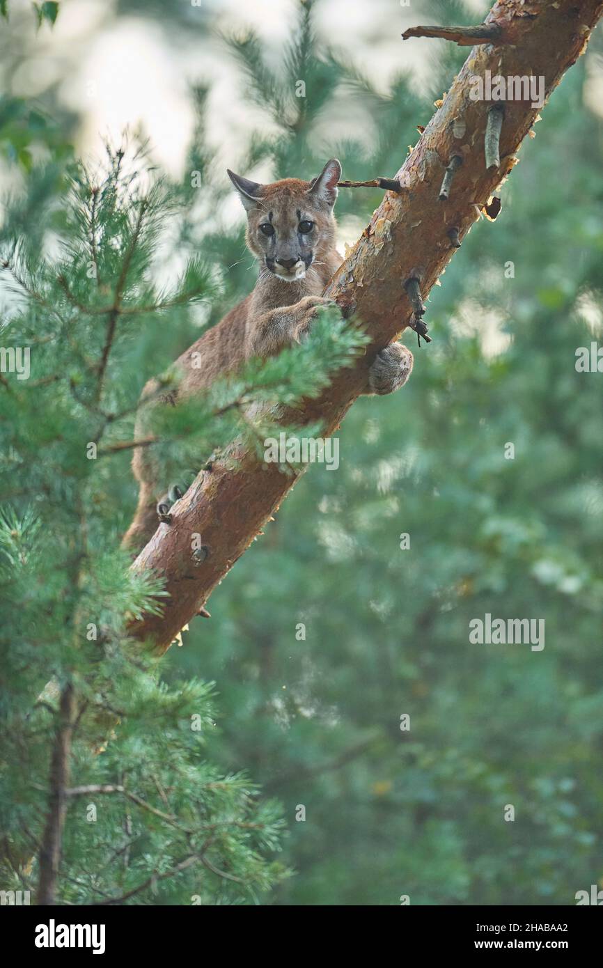 Cougar, Mountain Lion, Puma, Puma concolor Stock Photo - Alamy