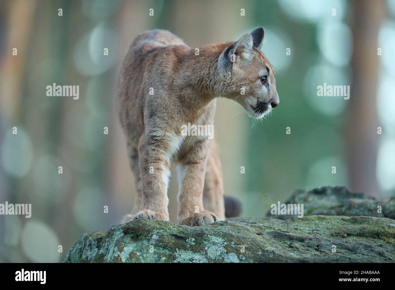 Cougar, Mountain Lion, Puma, Puma concolor Stock Photo - Alamy
