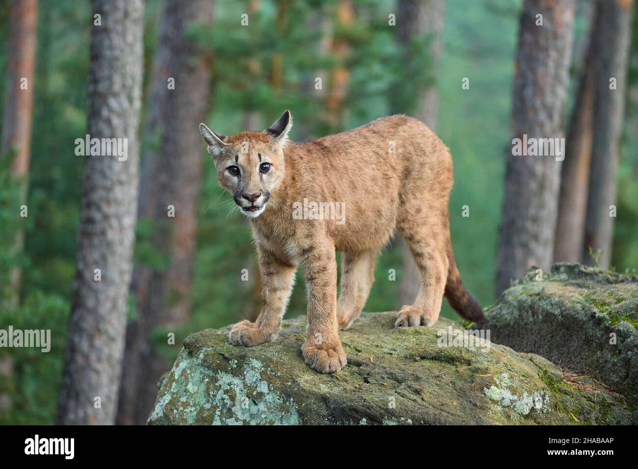 Cougar, Mountain Lion, Puma, Puma concolor Stock Photo - Alamy
