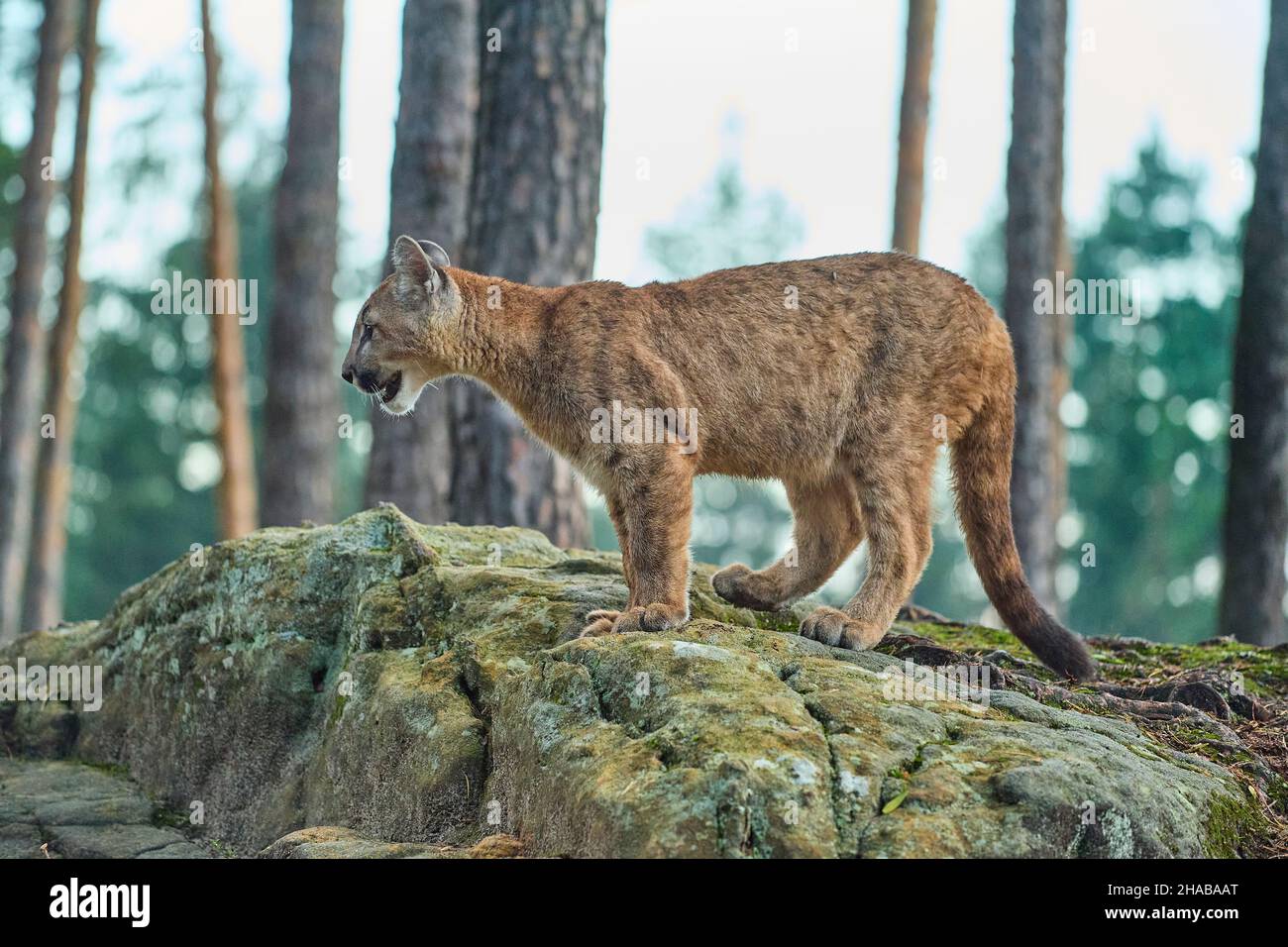 Cougar, Mountain Lion, Puma, Puma concolor Stock Photo - Alamy