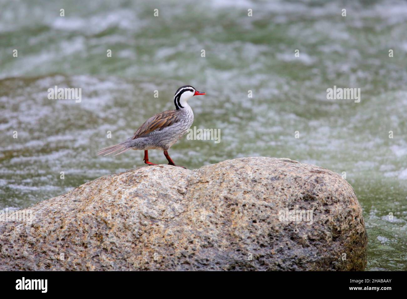 Torrent duck family hi-res stock photography and images - Alamy