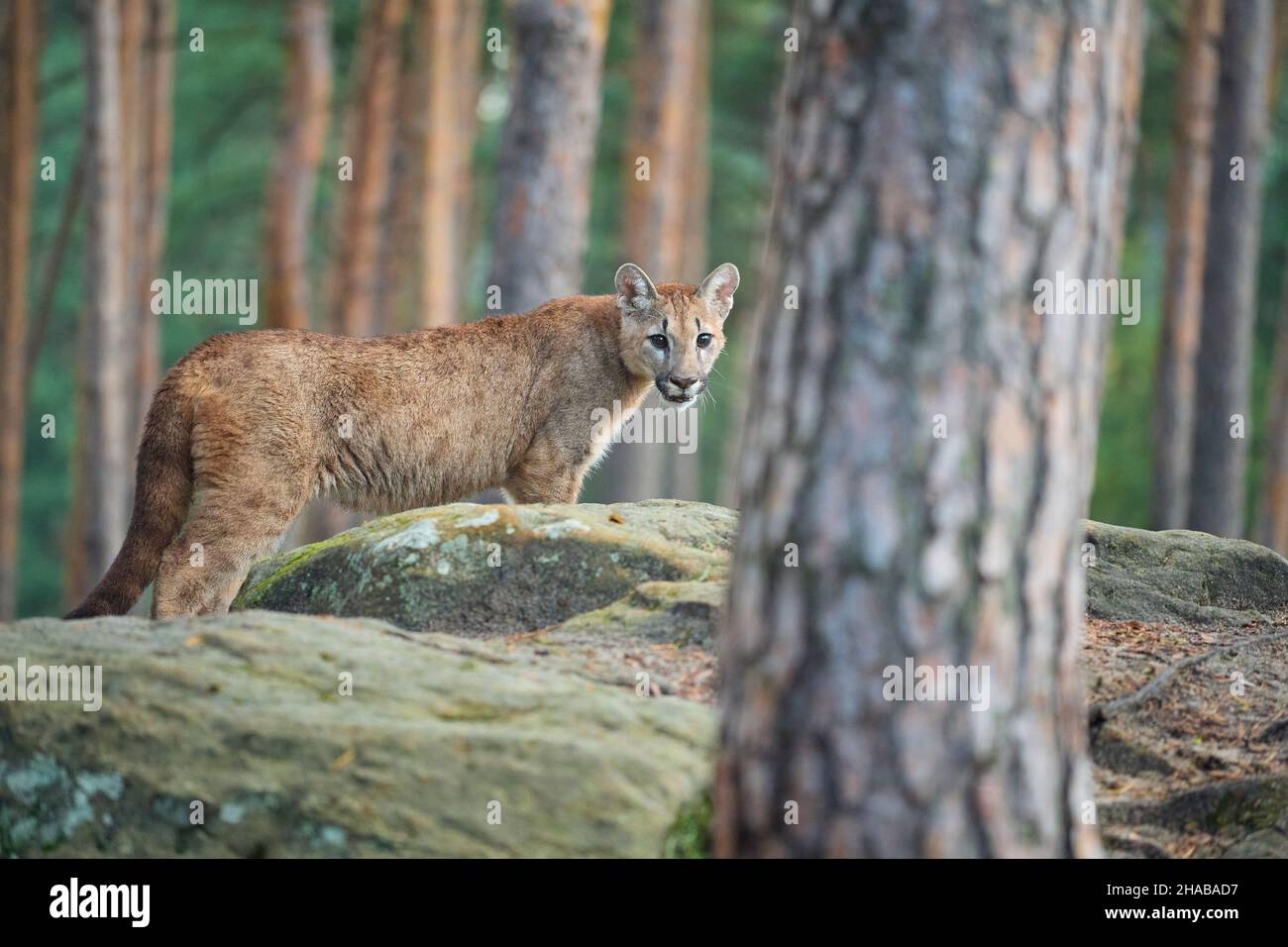 Cougar, Mountain Lion, Puma, Puma concolor Stock Photo - Alamy