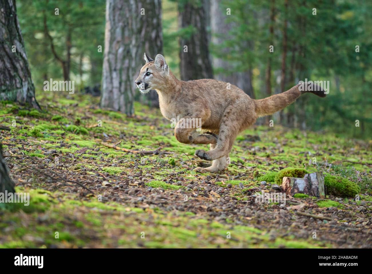 Cougar, Mountain Lion, Puma, Puma concolor Stock Photo - Alamy