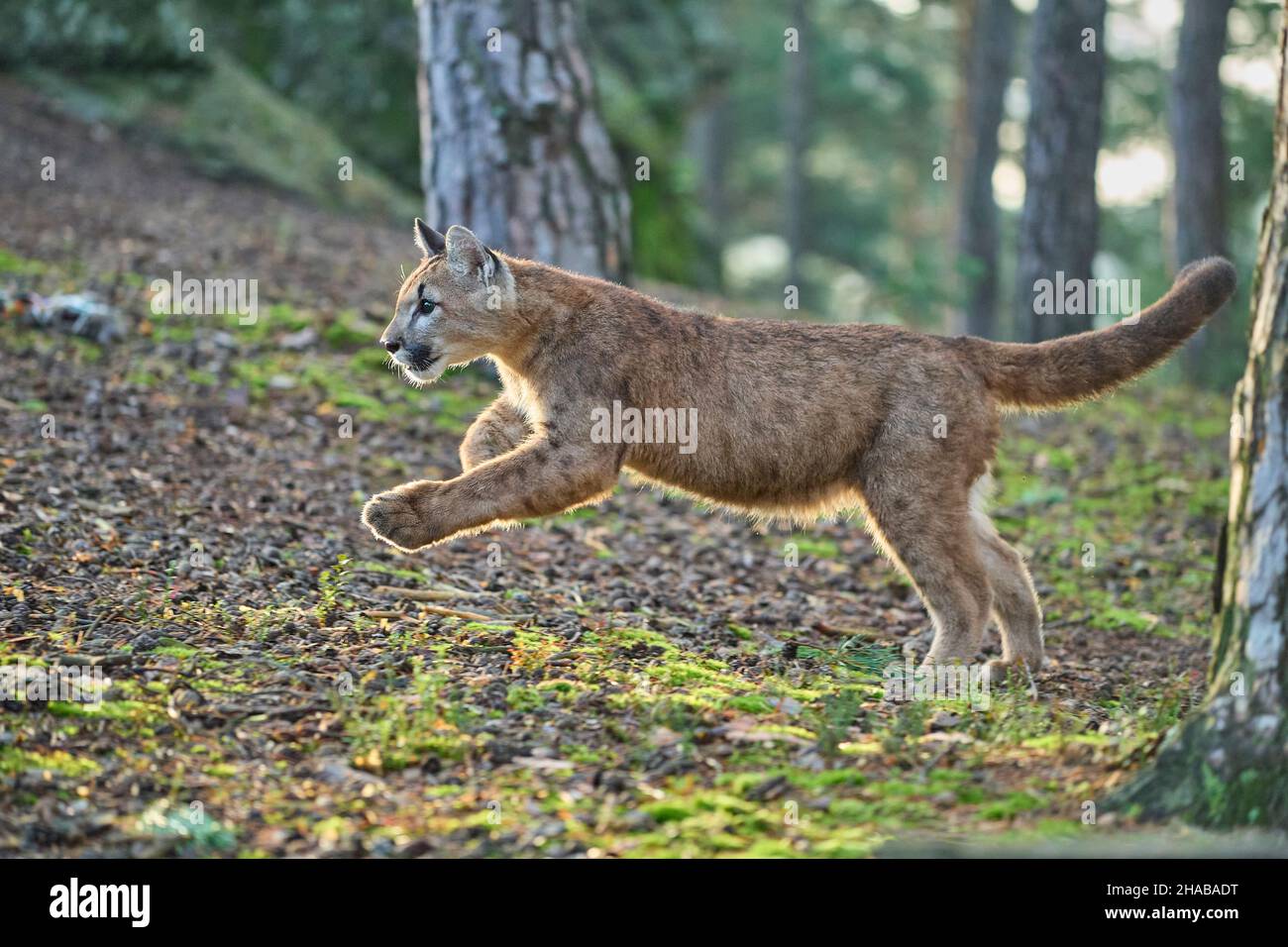 Cougar, Mountain Lion, Puma, Puma concolor Stock Photo - Alamy