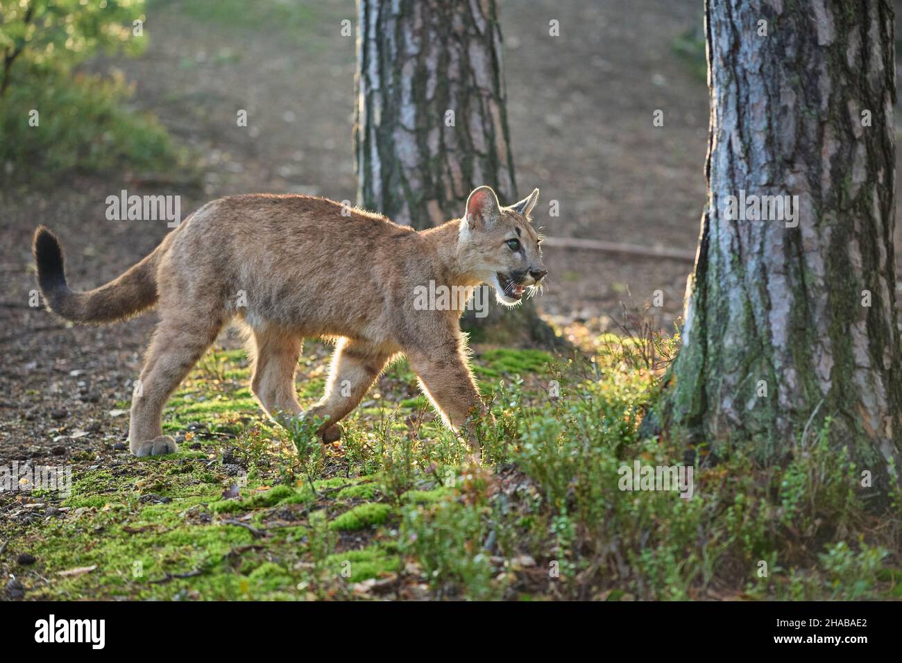 Cougar, Mountain Lion, Puma, Puma concolor Stock Photo - Alamy
