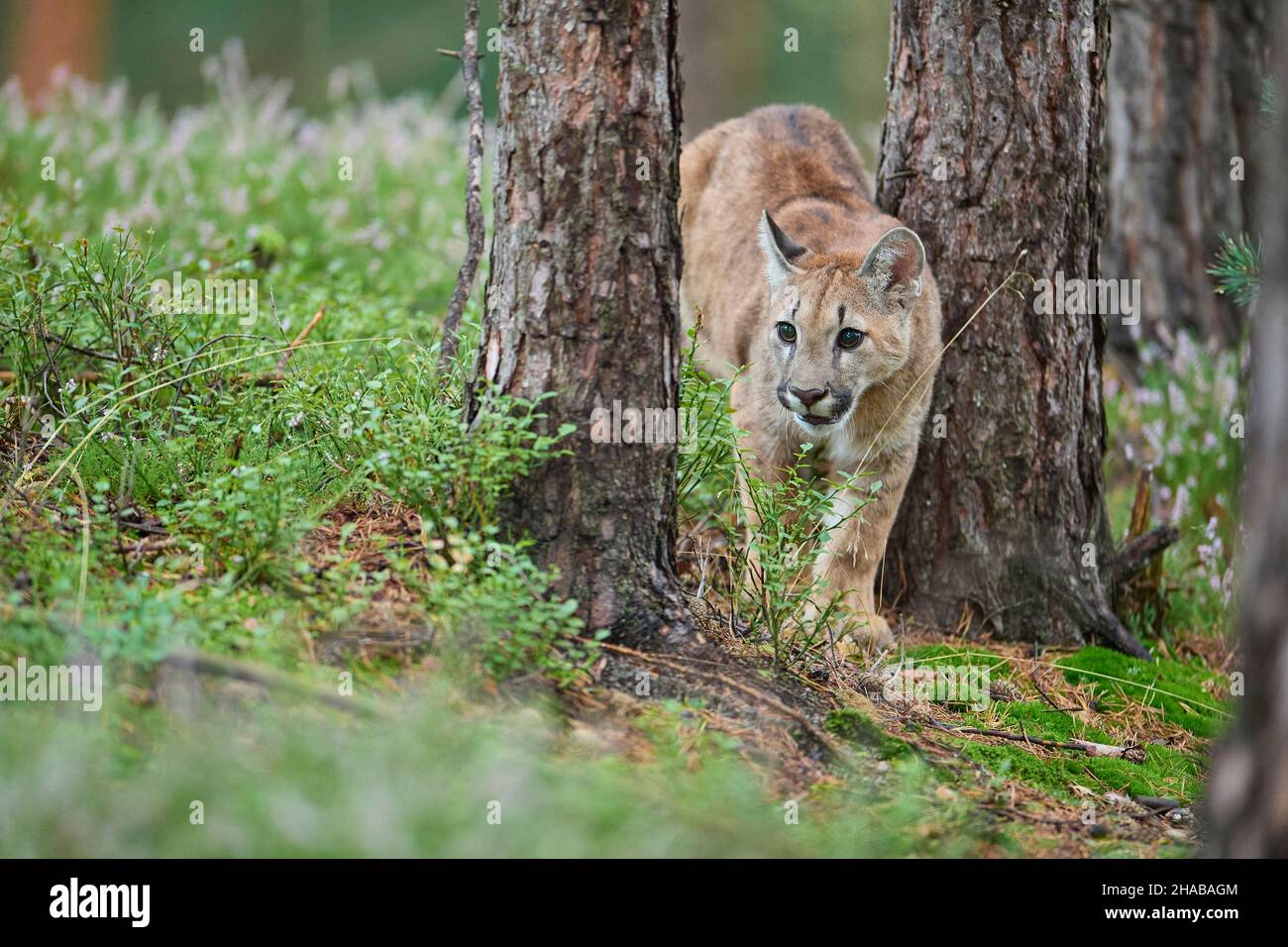 Cougar, Mountain Lion, Puma, Puma concolor Stock Photo - Alamy