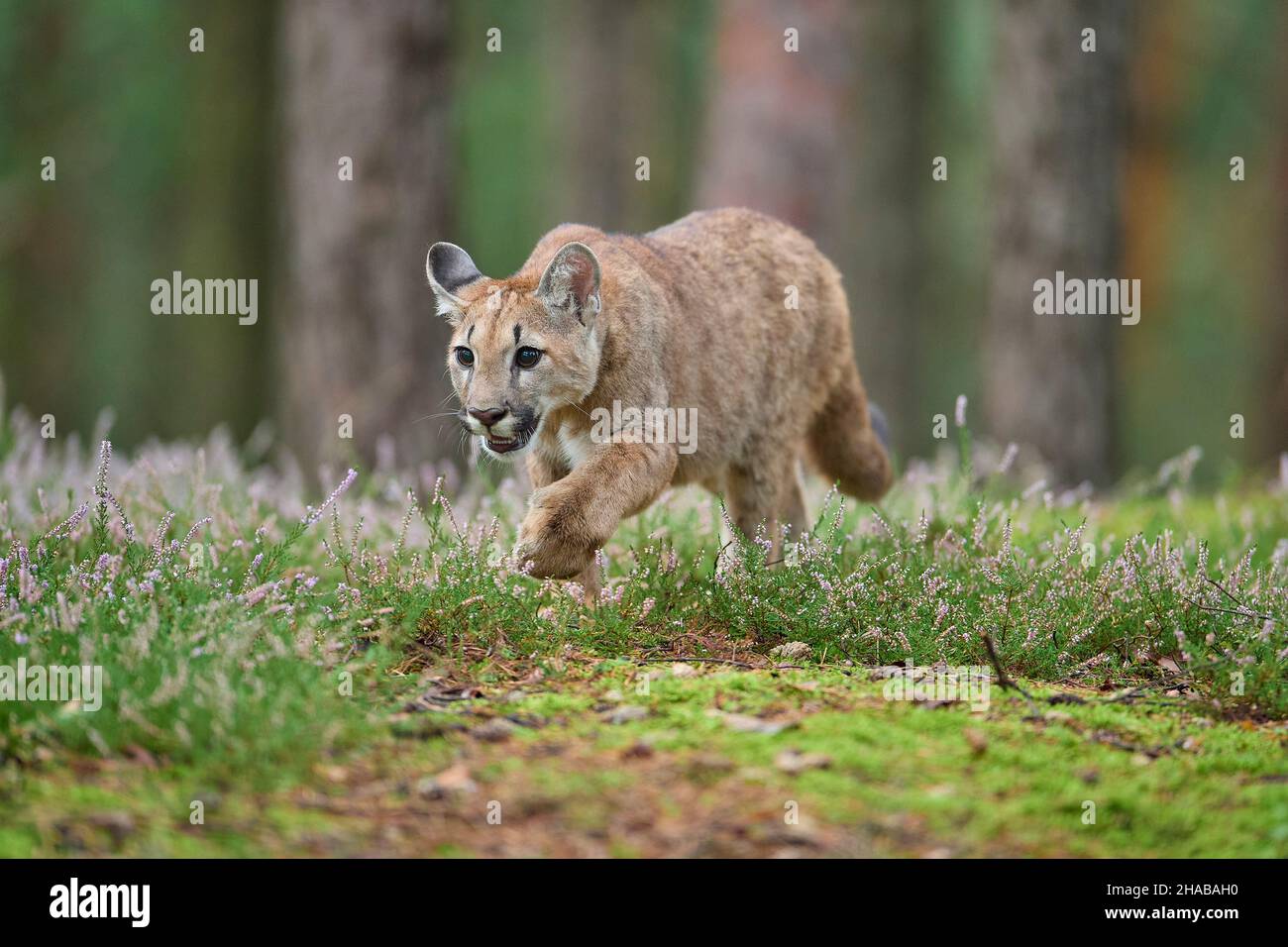 Cougar, Mountain Lion, Puma, Puma concolor Stock Photo - Alamy