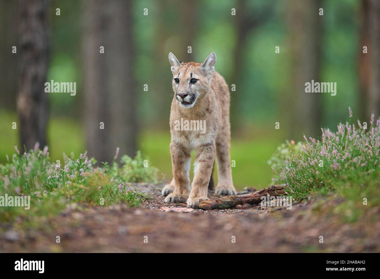 Cougar, Mountain Lion, Puma, Puma concolor Stock Photo - Alamy
