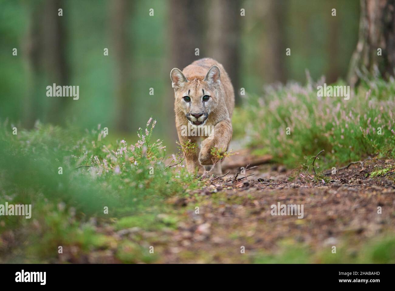 Cougar, Mountain Lion, Puma, Puma concolor Stock Photo - Alamy
