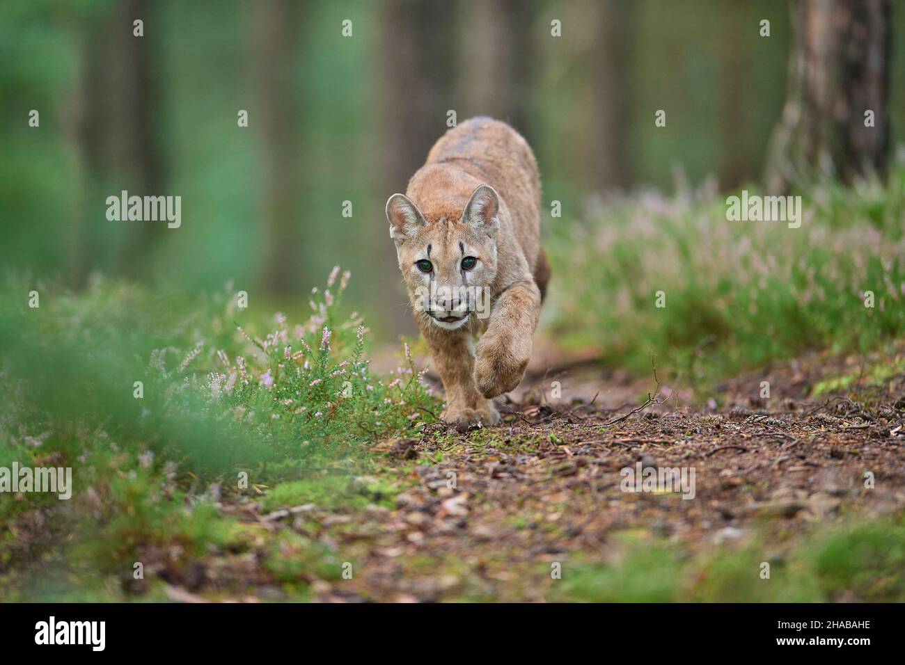 Cougar, Mountain Lion, Puma, Puma concolor Stock Photo - Alamy
