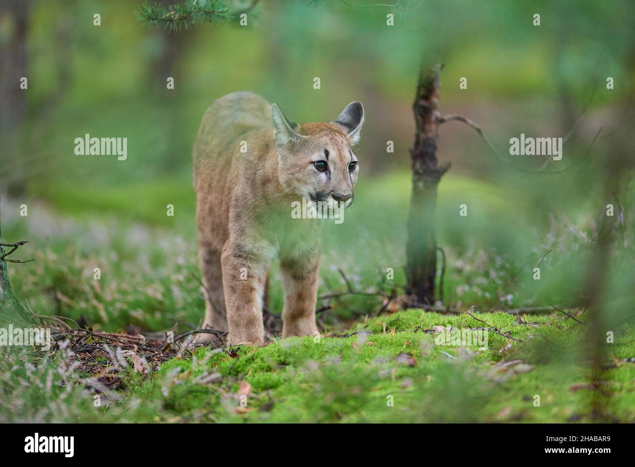 Cougar, Mountain Lion, Puma, Puma concolor Stock Photo - Alamy