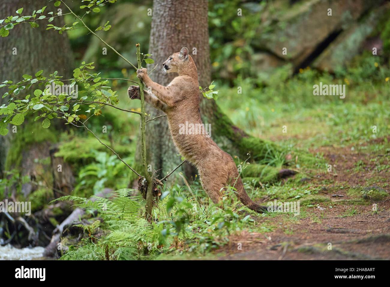 Puma climbing hi-res stock photography and images - Alamy