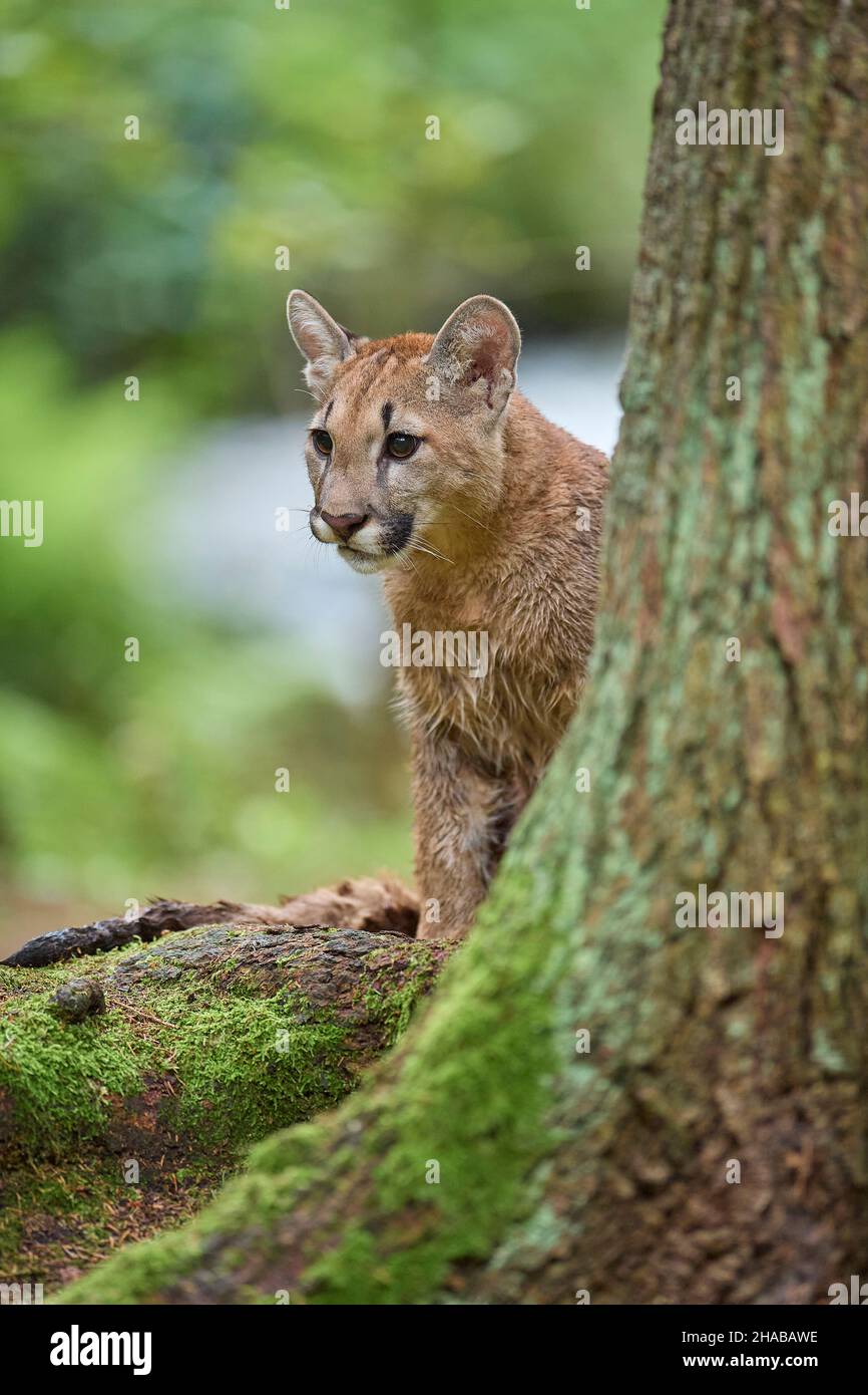 Cougar, Mountain Lion, Puma, Puma concolor Stock Photo - Alamy