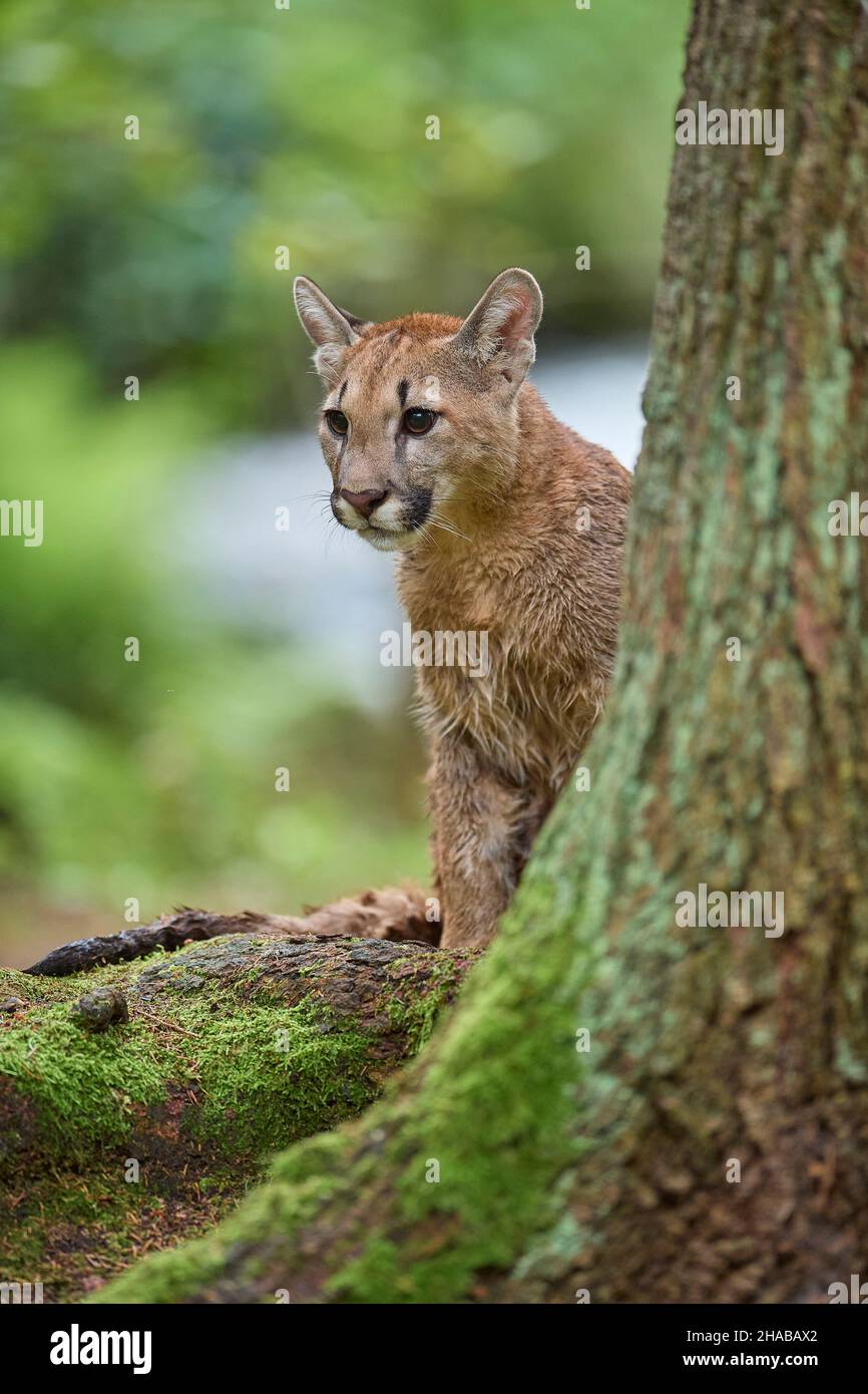 Cougar, Mountain Lion, Puma, Puma concolor Stock Photo - Alamy
