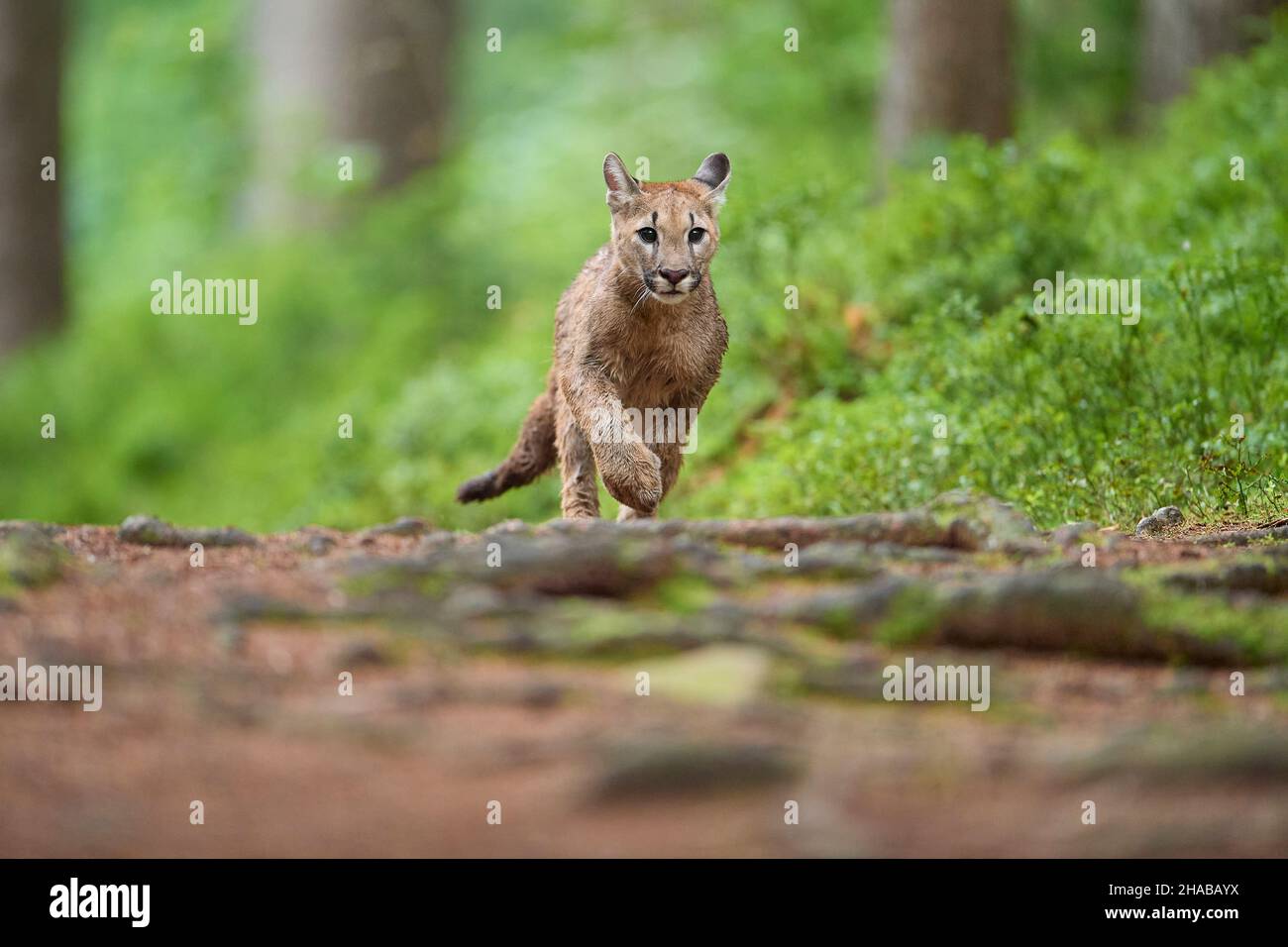 Cougar, Mountain Lion, Puma, Puma concolor Stock Photo - Alamy