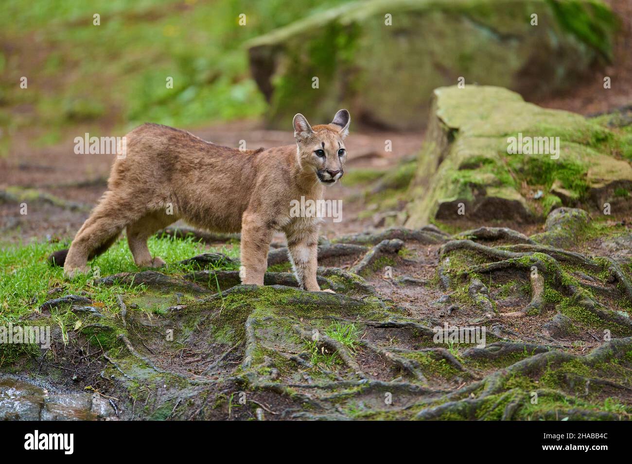 Cougar, Mountain Lion, Puma, Puma concolor Stock Photo - Alamy