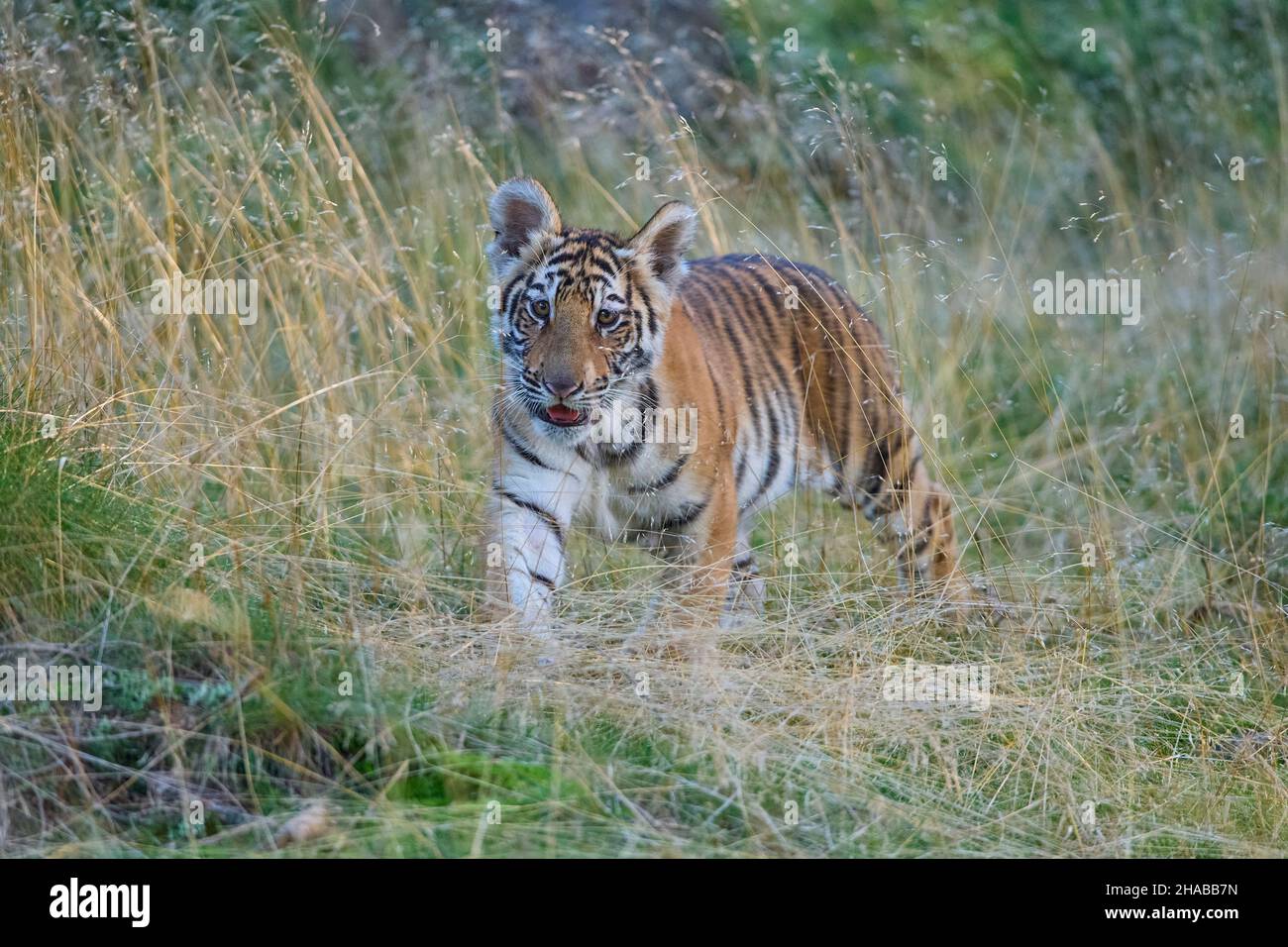 Siberian tiger, Panthera tigris altaica Stock Photo - Alamy