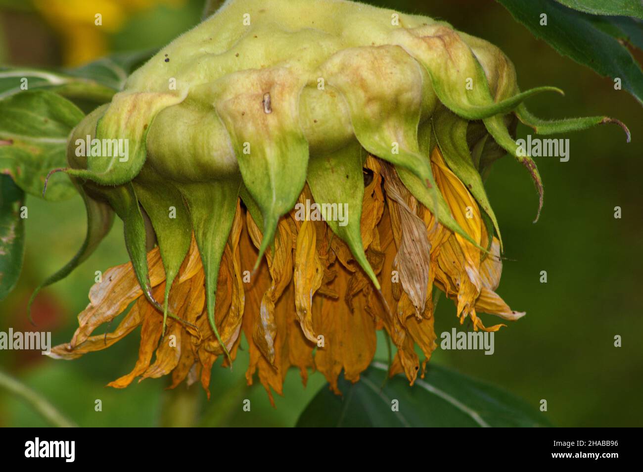 Wilting sunflower hi-res stock photography and images - Alamy