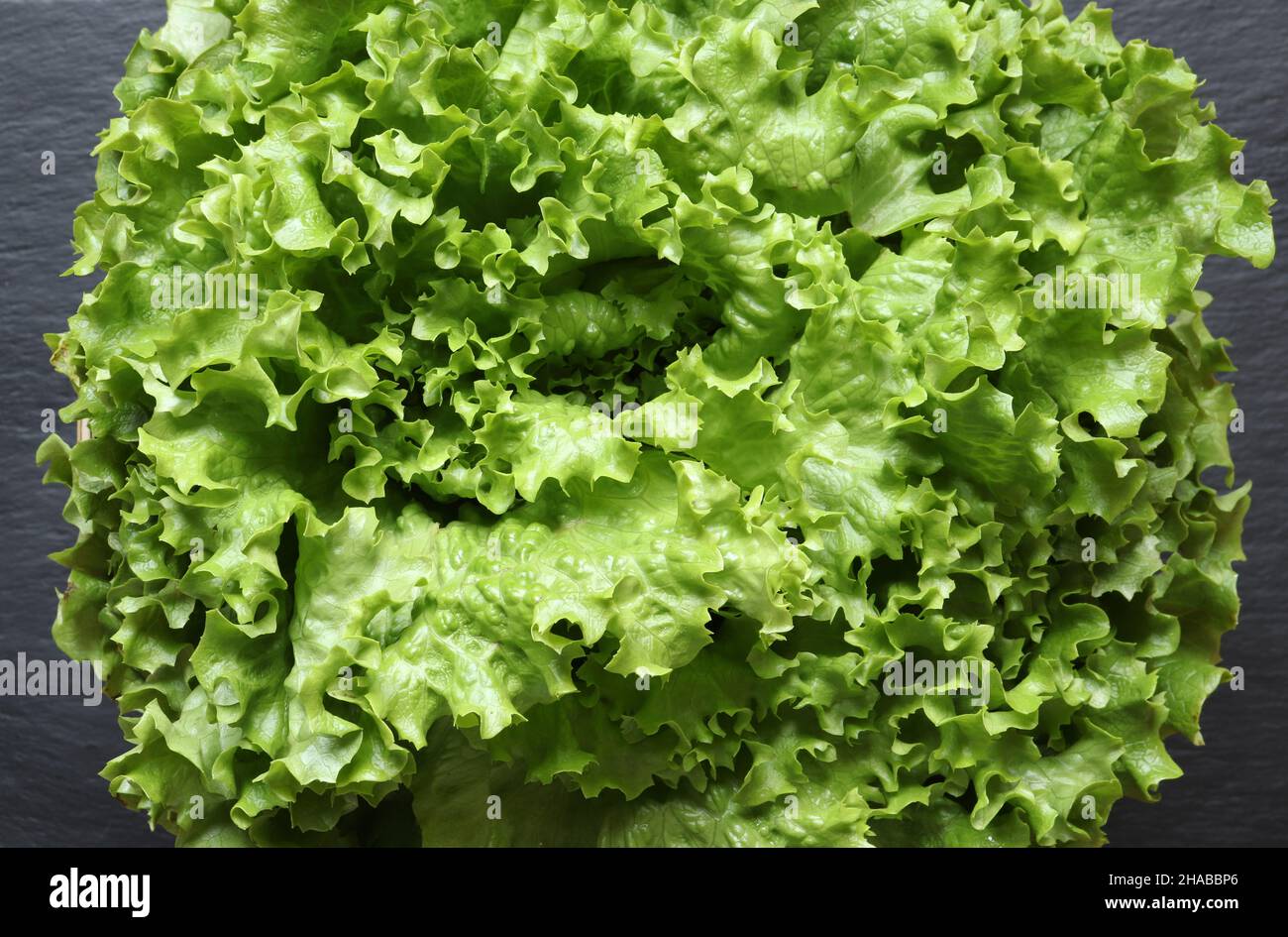 Photography of a batavia lettuce salad head on slate for food ...