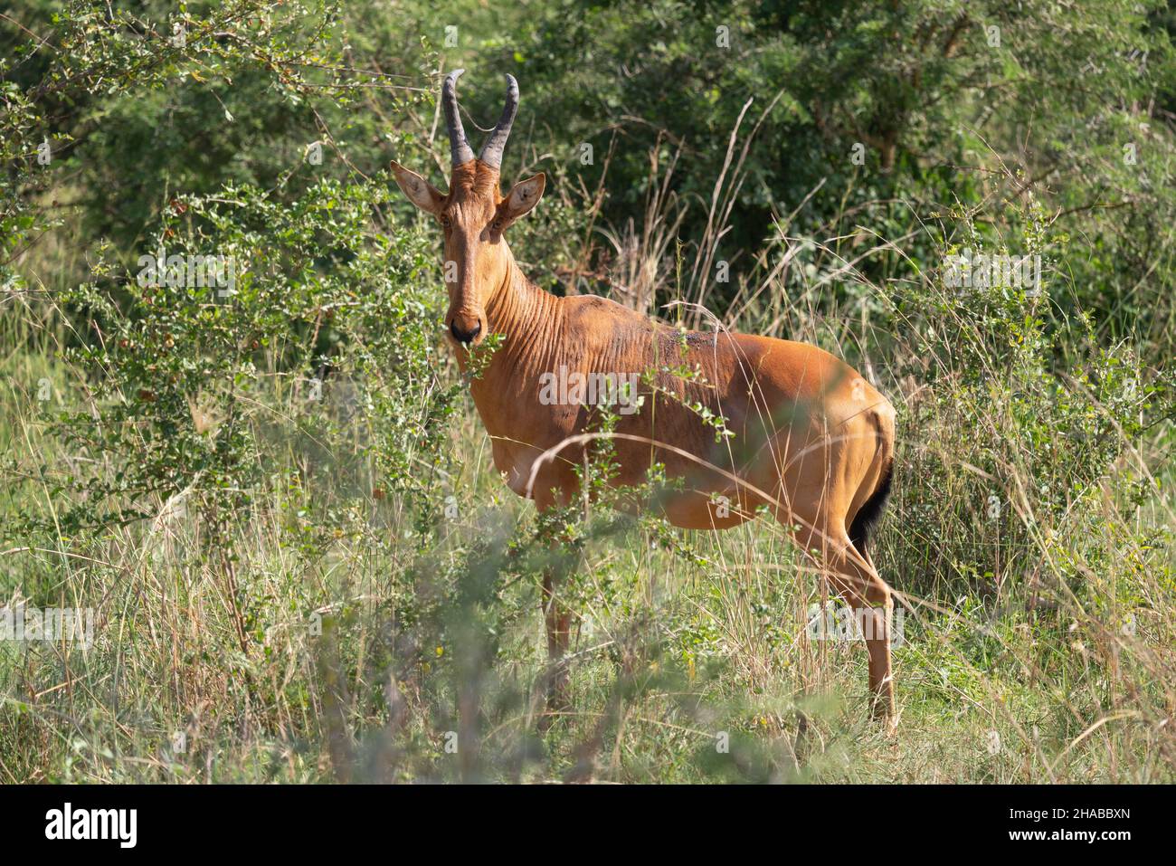 Hartebeest (Alcelaphus lelwel), Murchison Falls National Park, Uganda ...