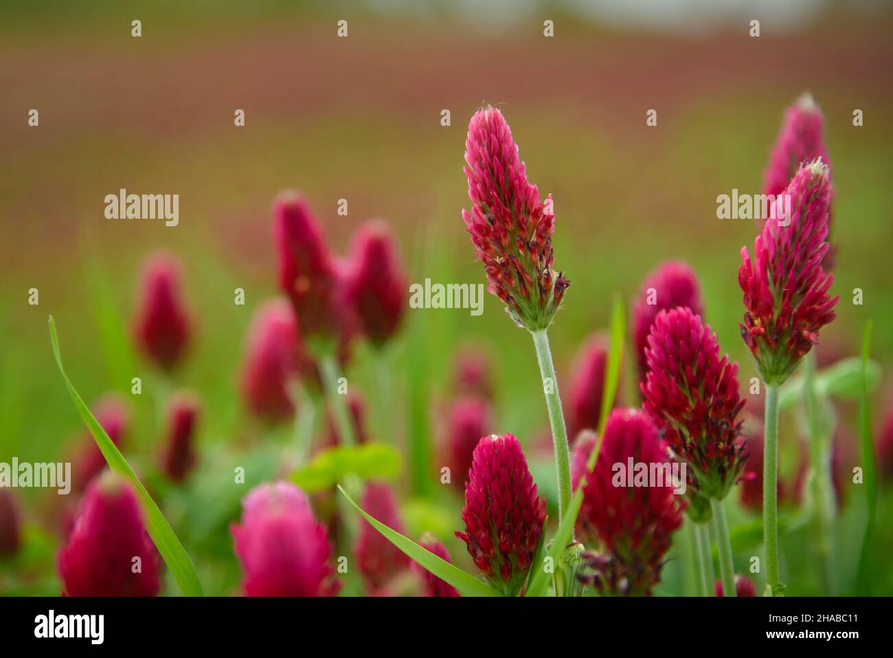 Blooming field of red clover Stock Photo - Alamy