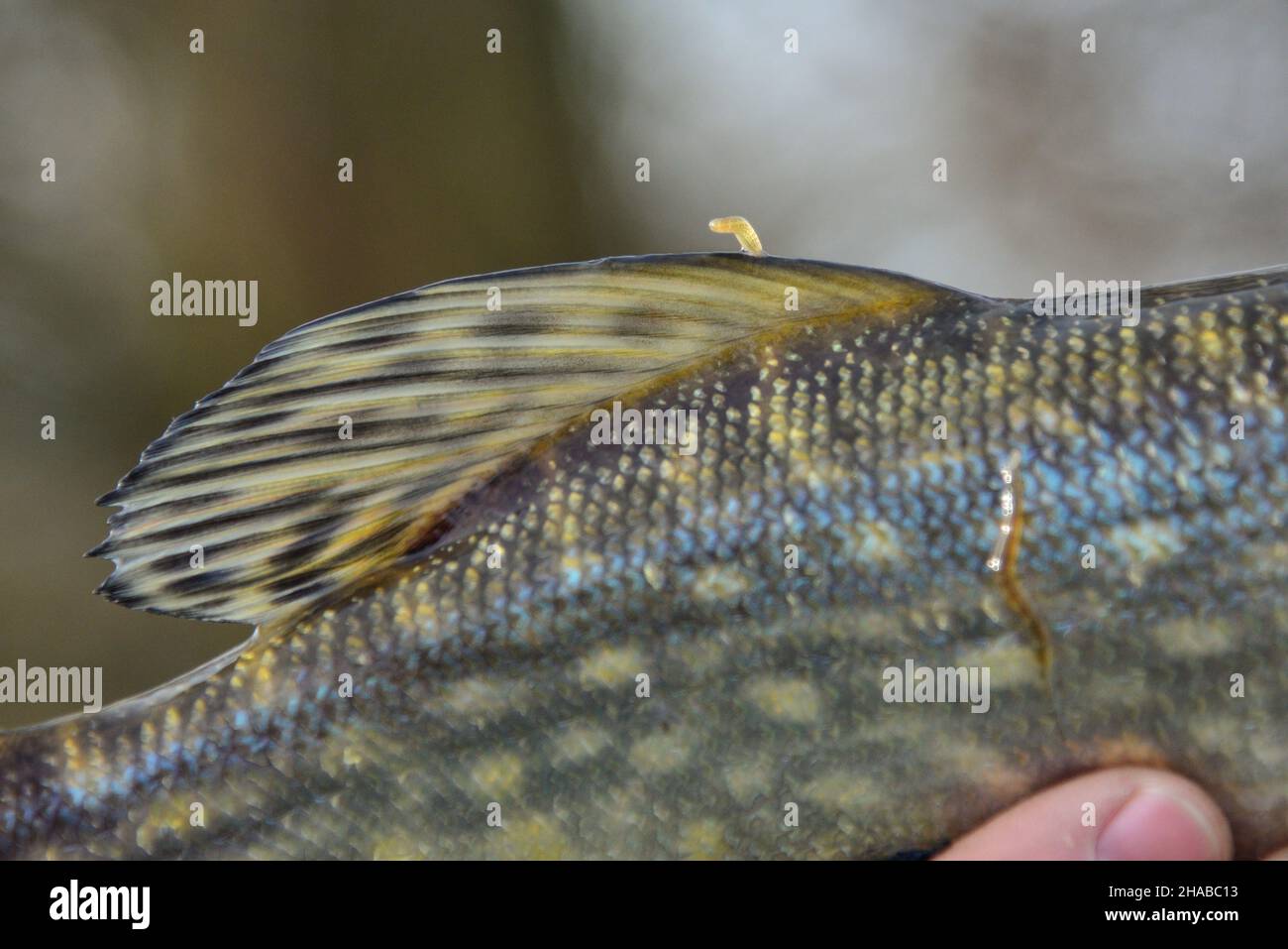 Close-up side of fish (pike) with scales and fins with parasite Stock ...