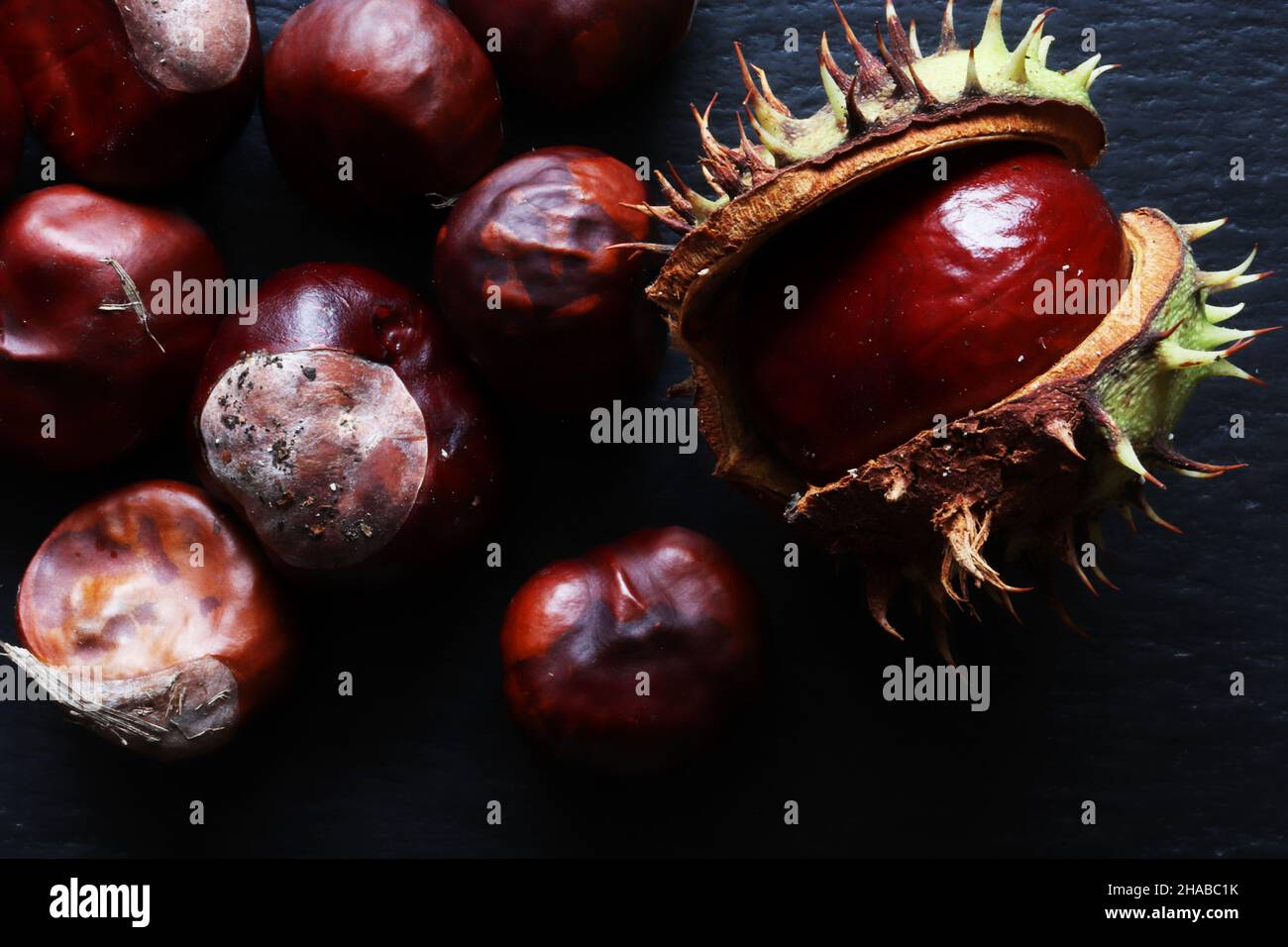 Fresh conkers in and out their spiky capsule from a horse chestnut tree ...