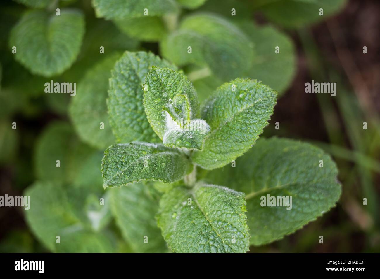 Detail of fresh leaves on real mint plant Stock Photo - Alamy
