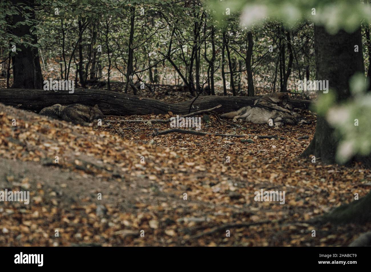 A group of wolves sleeping in a forest by a fallen tree trunk Stock ...