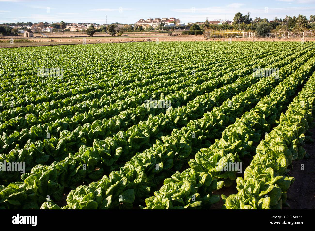 spinach growing on large agricultural field Stock Photo - Alamy