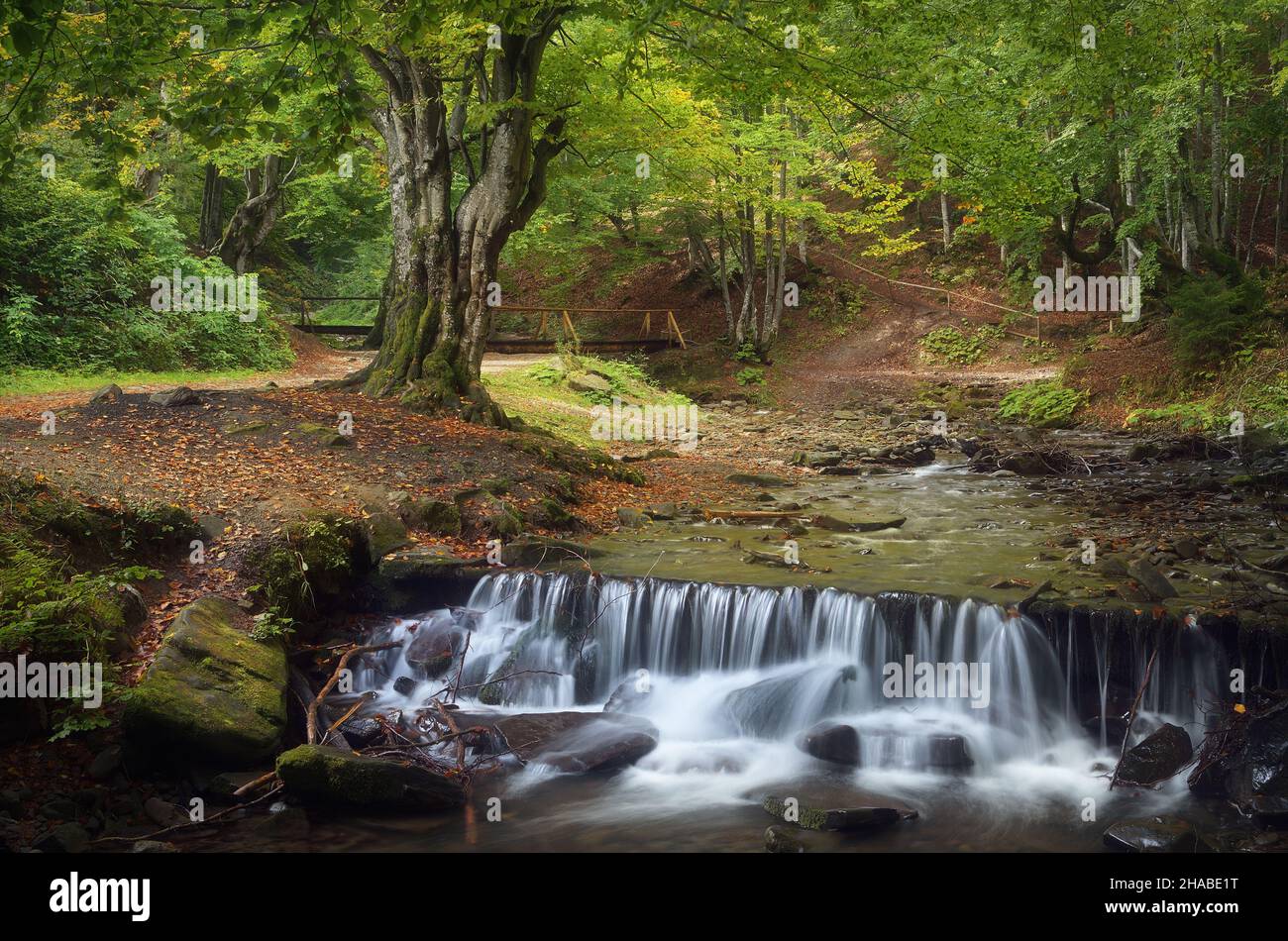 Summer landscape with a beautiful beech forest. Mountain stream with ...