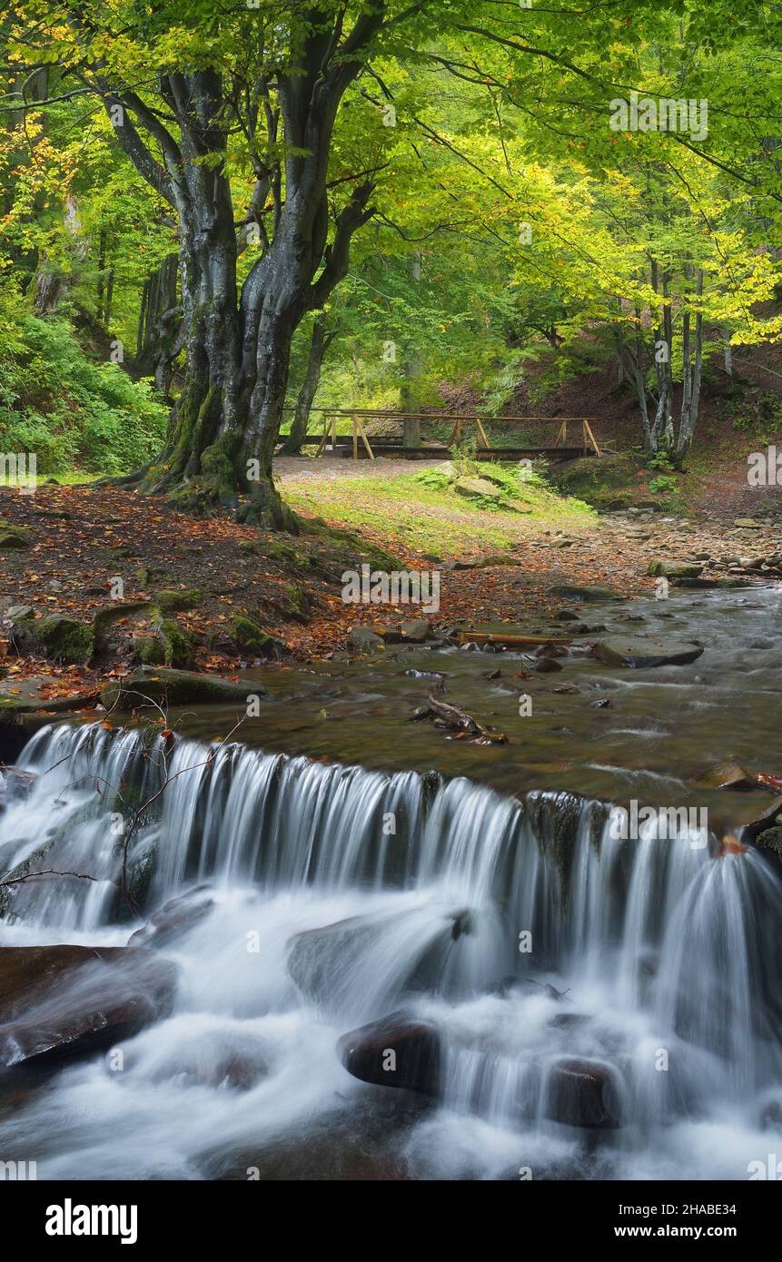 Threshold waterfall on a mountain river. Forest landscape with a stream ...