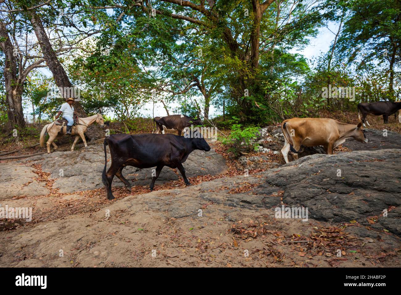 Panamanian man on horseback is herding livestock along Rio Cocle del ...